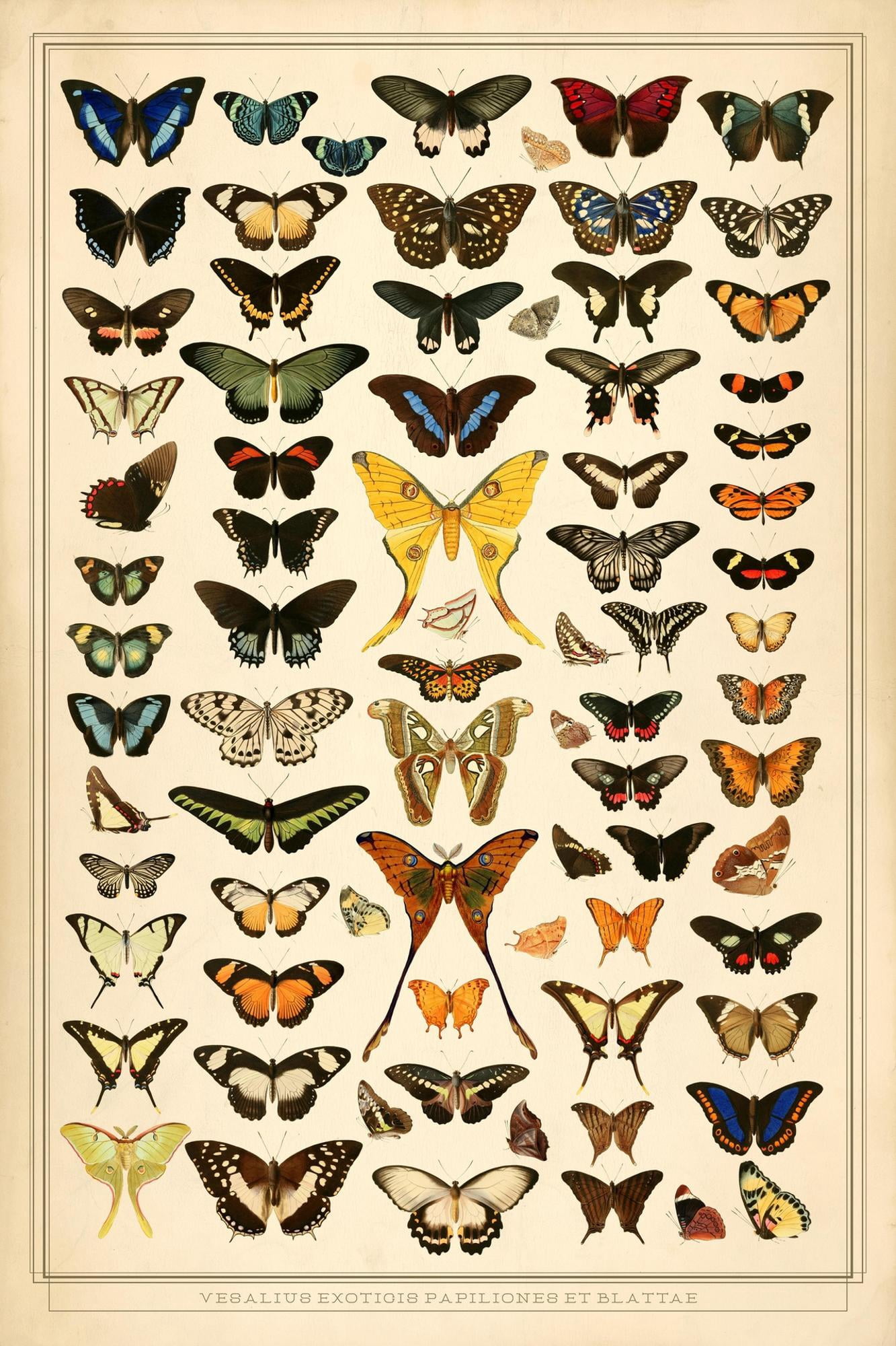 Art.com Array of Butterflies and Moths Art Print, 16" x 24" - Walmart.com
