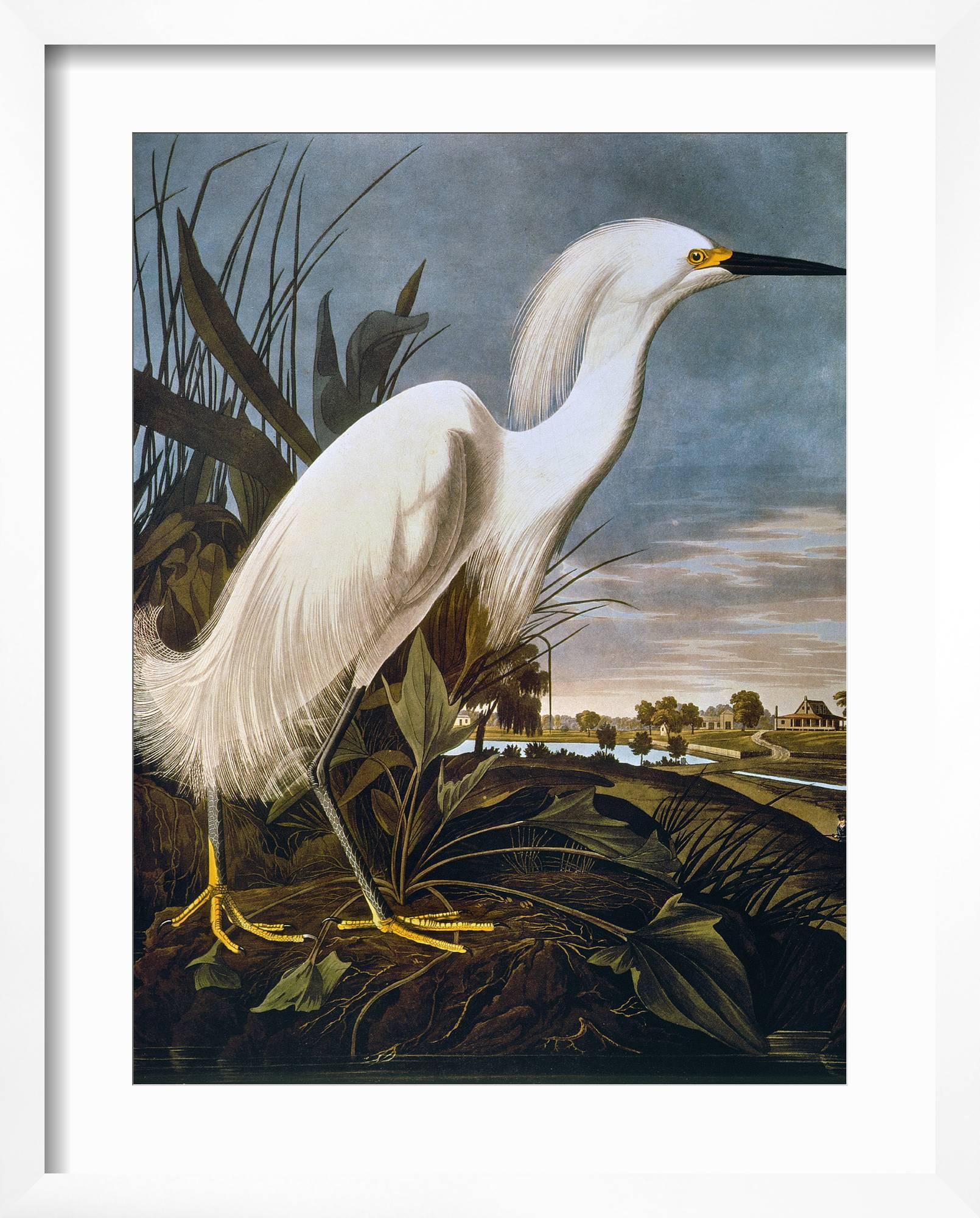 Art.com Audubon: Egret Giclee Print by John James Audubon, White Frame ...