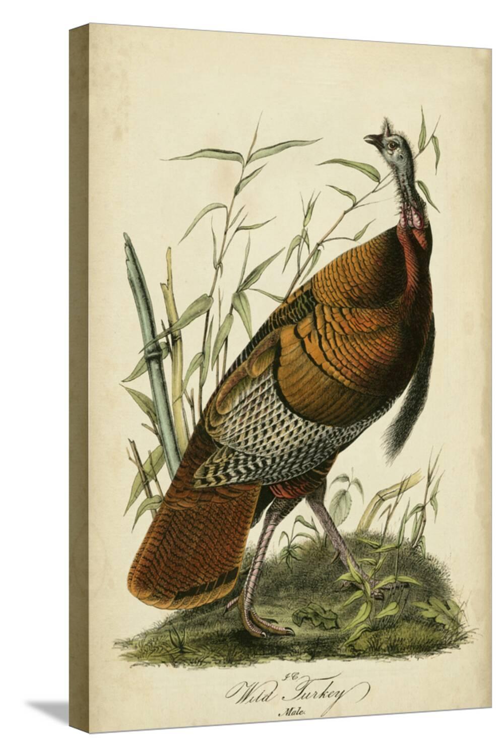 Art.com Audubon Wild Turkey Stretched Canvas Print Wall Art by John ...