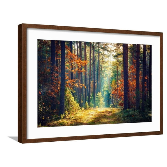 Art.com Autumn Forest Nature. Vivid Morning in Colorful Forest with Sun ...