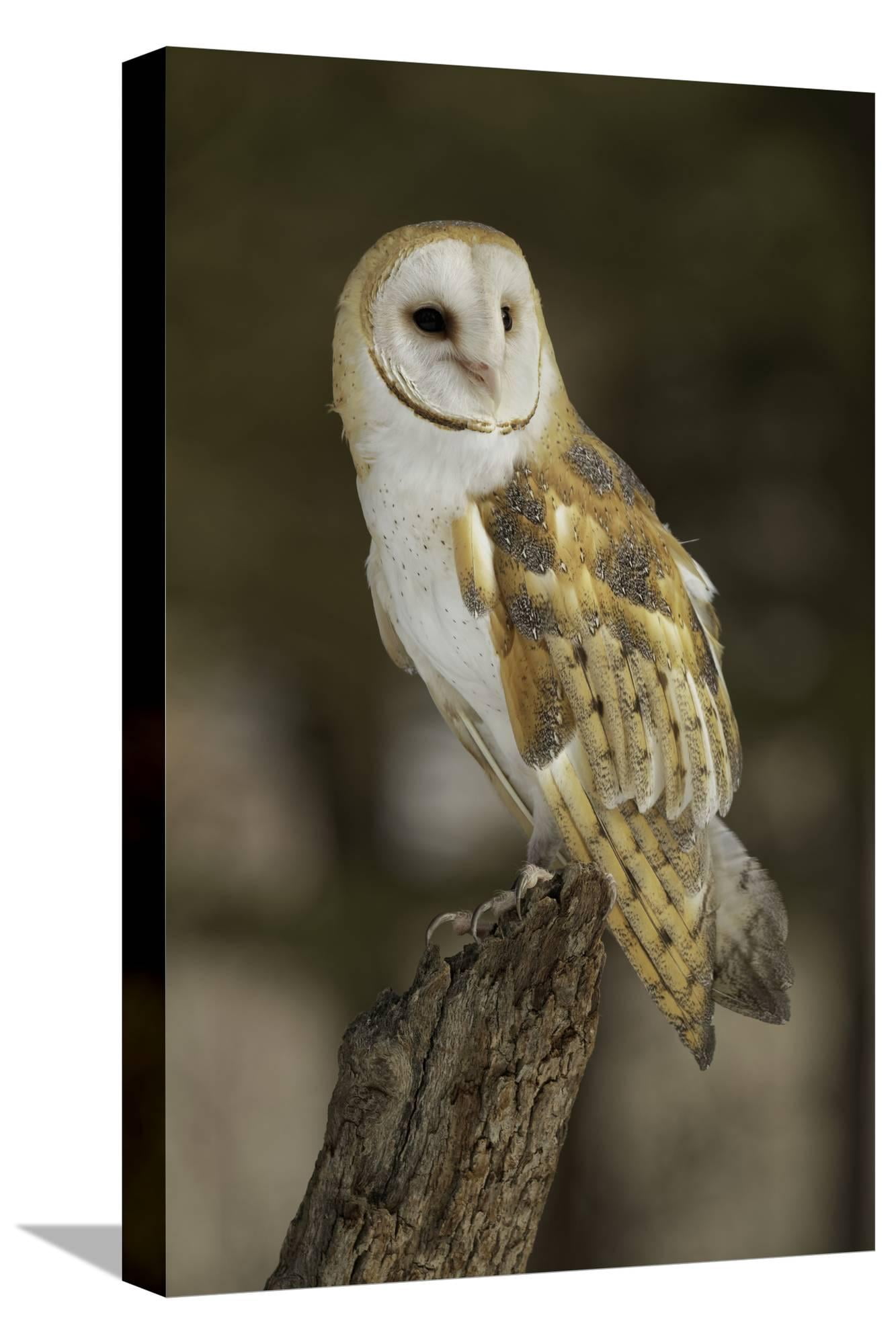 Art.com Barn Owl, Montana Stretched Canvas Print Wall Art by Adam Jones ...
