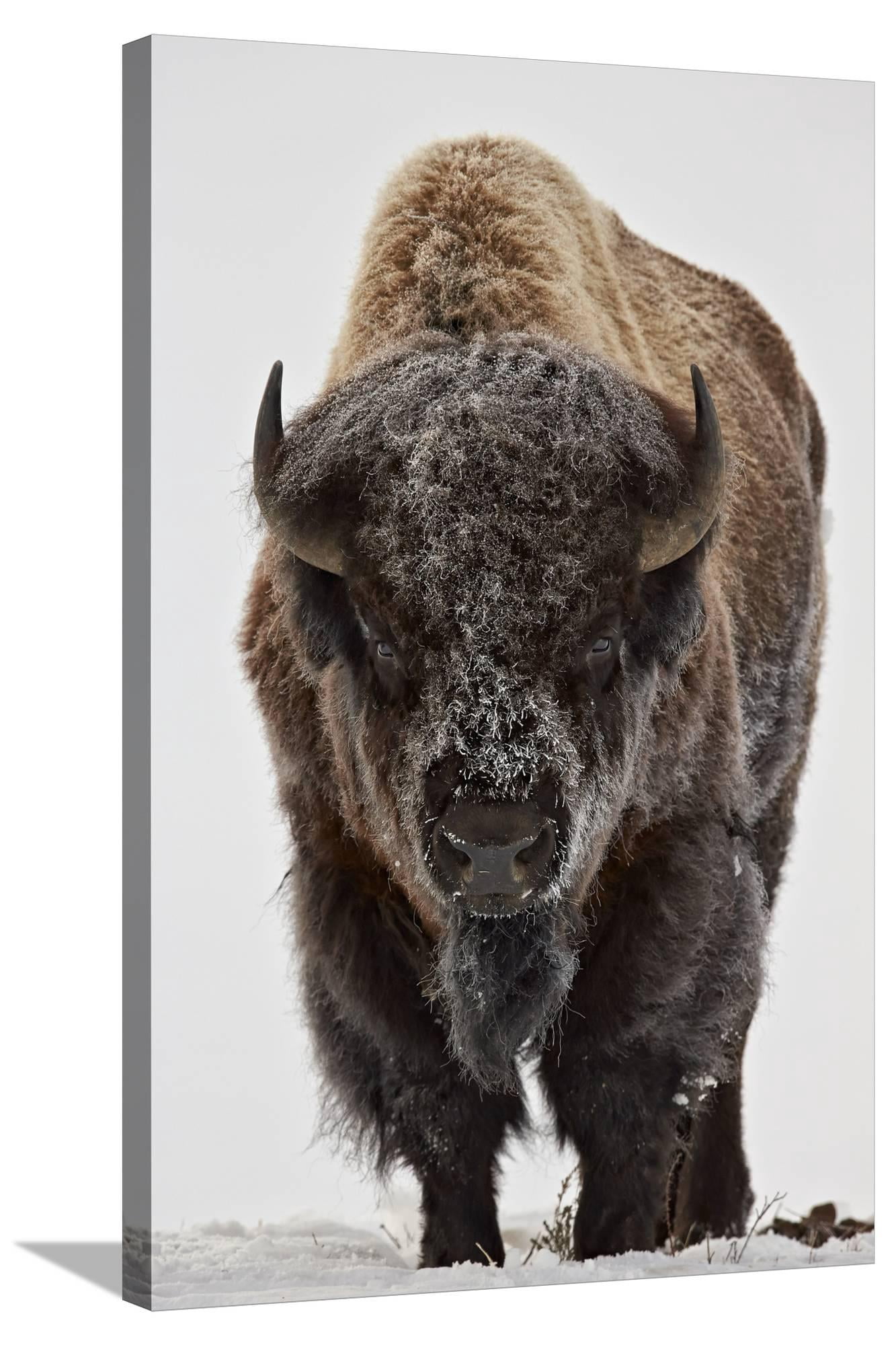 Art.com Bison (Bison Bison) Bull Covered with Frost in the Winter ...