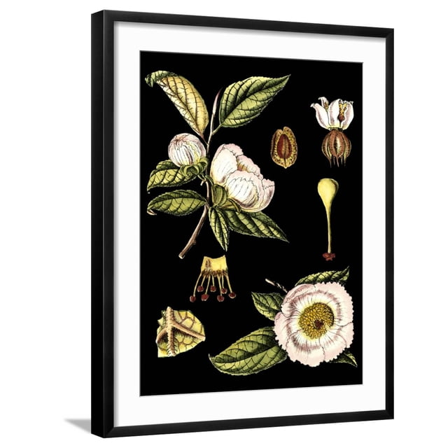 Art.com Black Background Floral Studies III Art Print by Vision Studio ...