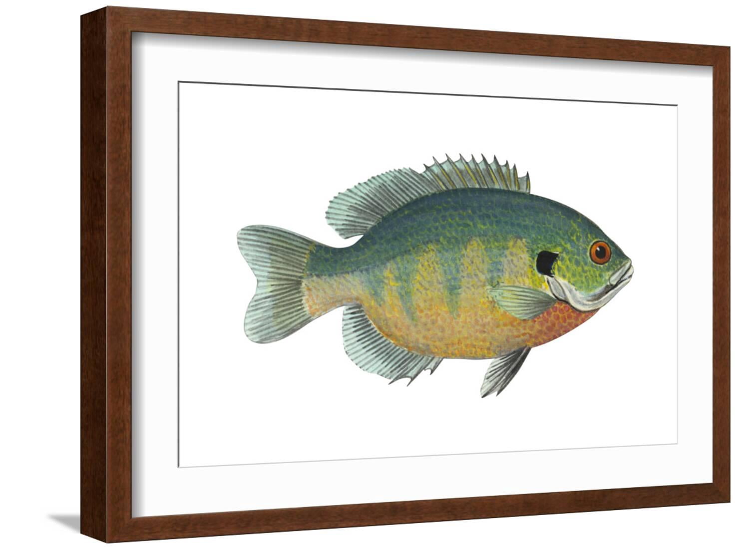 Art.com Bluegill (Lepomis Macrochirus), Fishes Art Print by ...