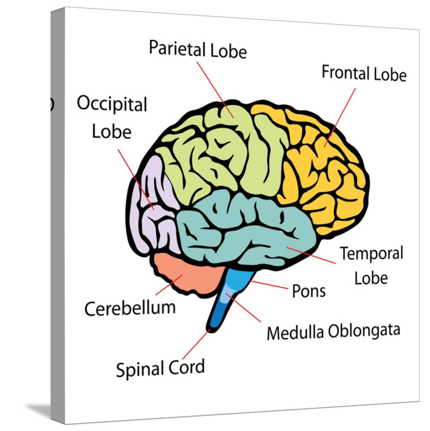 Art.com Brain Sections Stretched Canvas Print Wall Art by nn555, 24" x ...