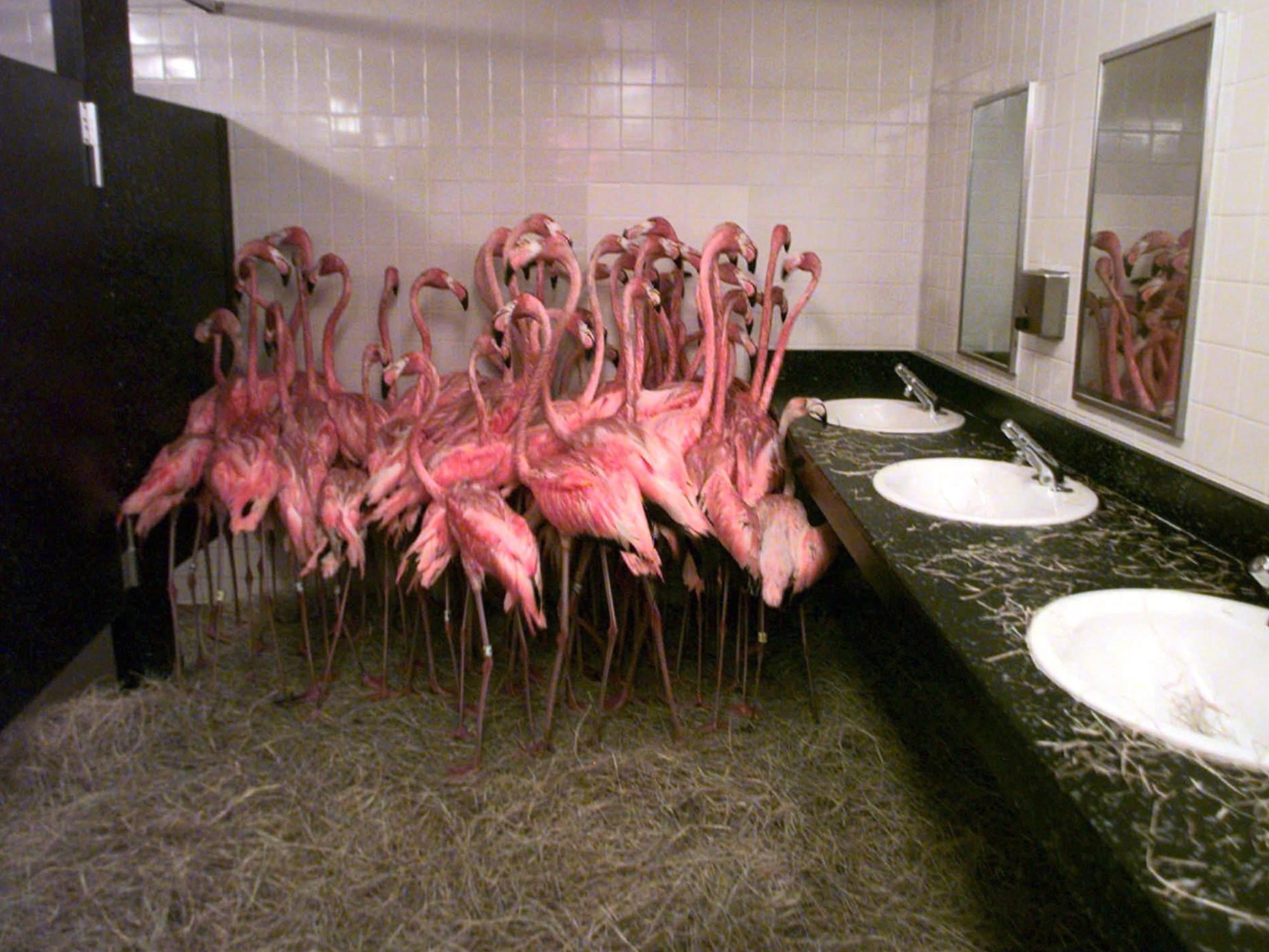 Art.com Caribbean Flamingos from Miami's Metrozoo Crowd into the Men's ...
