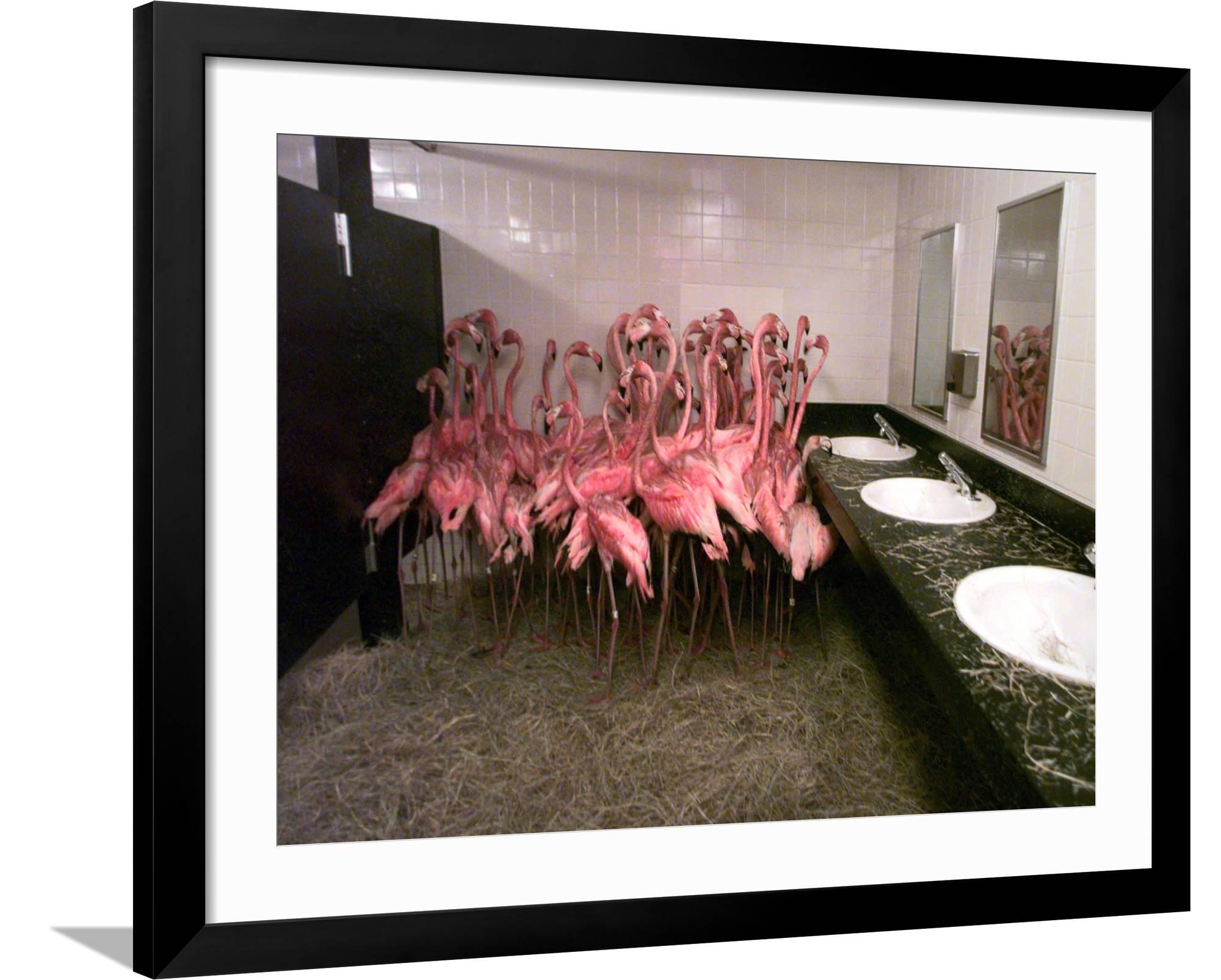 Art.com Caribbean Flamingos from Miami's Metrozoo Crowd into the Men's ...