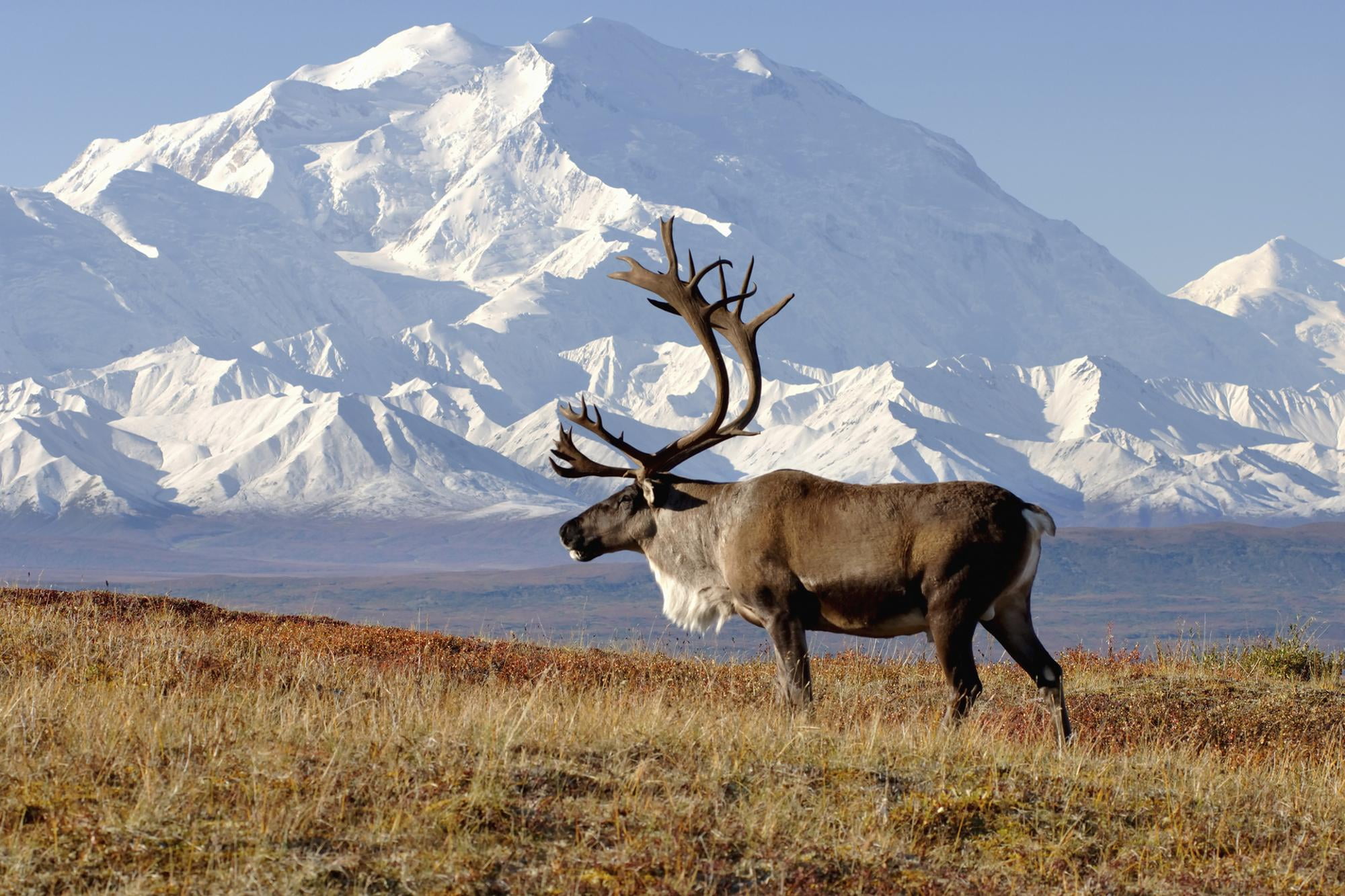 Art.com Caribou bull in fall colors with Mount McKinley in the ...