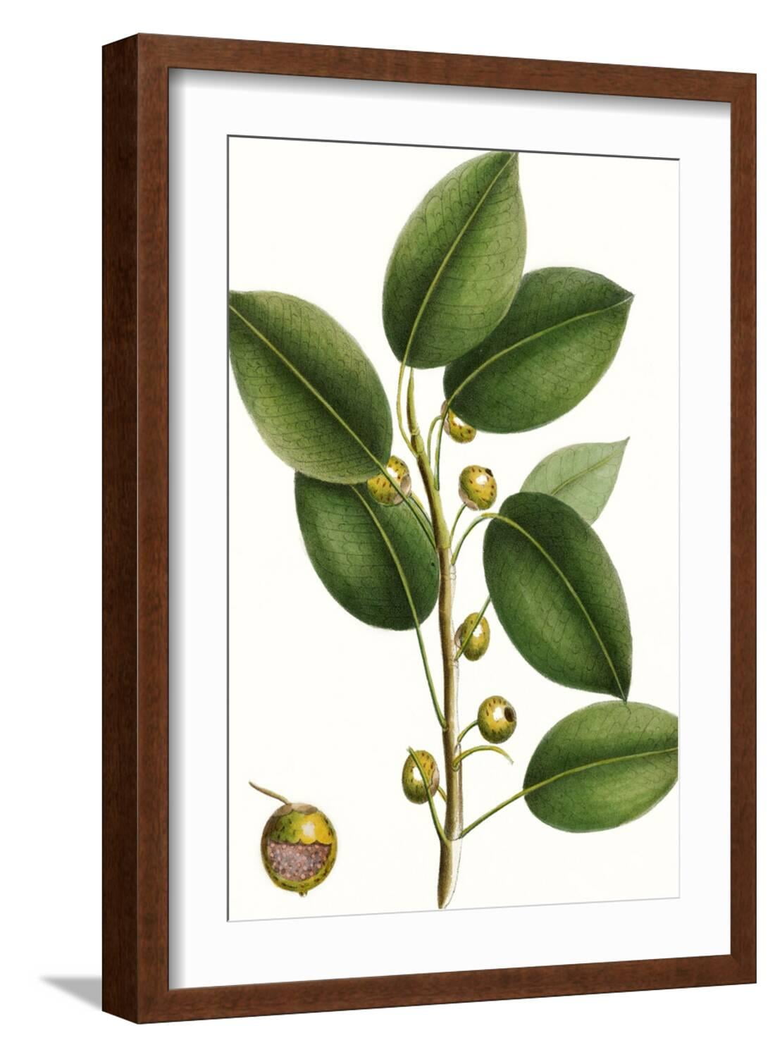 Art.com Cherry Fig Tree Art Print by Thomas Nuttall, Brown Frame Wall ...