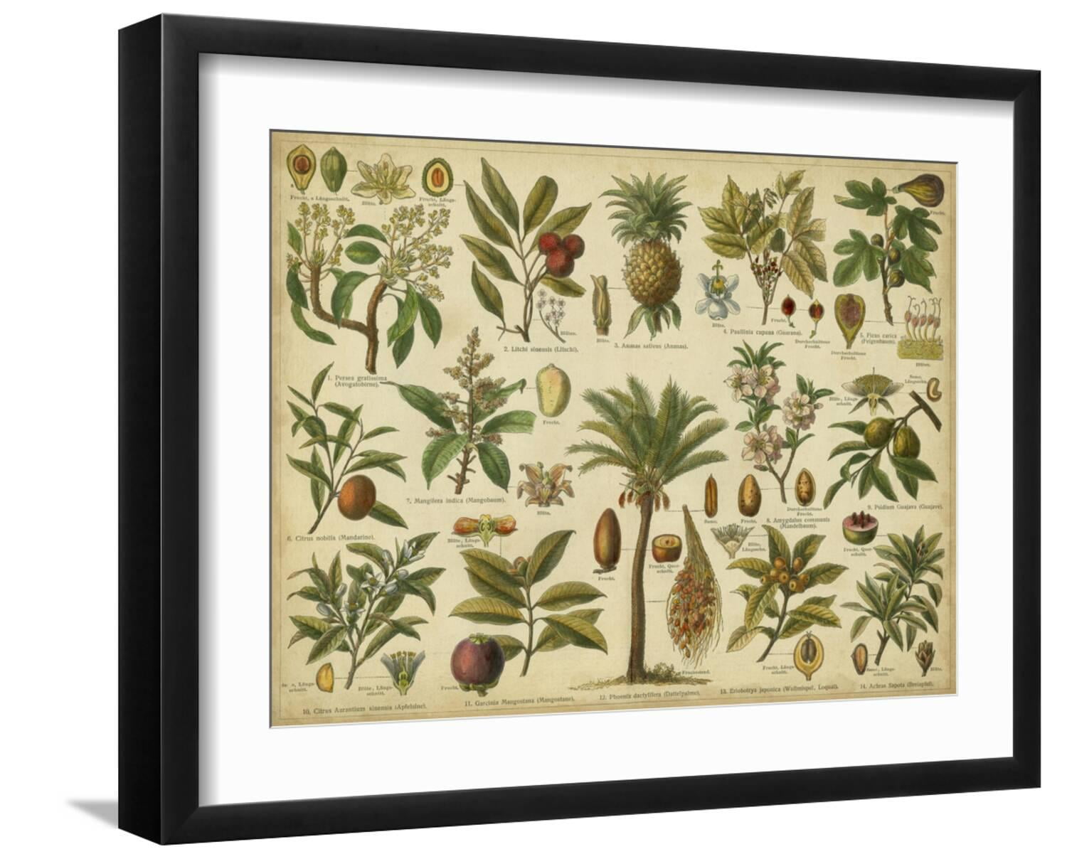 Art.com Classification of Tropical Plants Art Print by Vision Studio ...