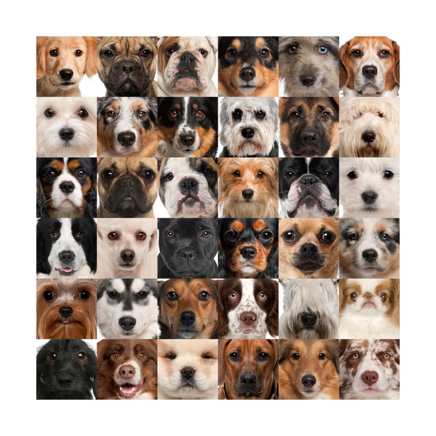 Art.com Collage Of 36 Dog Heads Art Print by Life on White, 24" x 24 ...