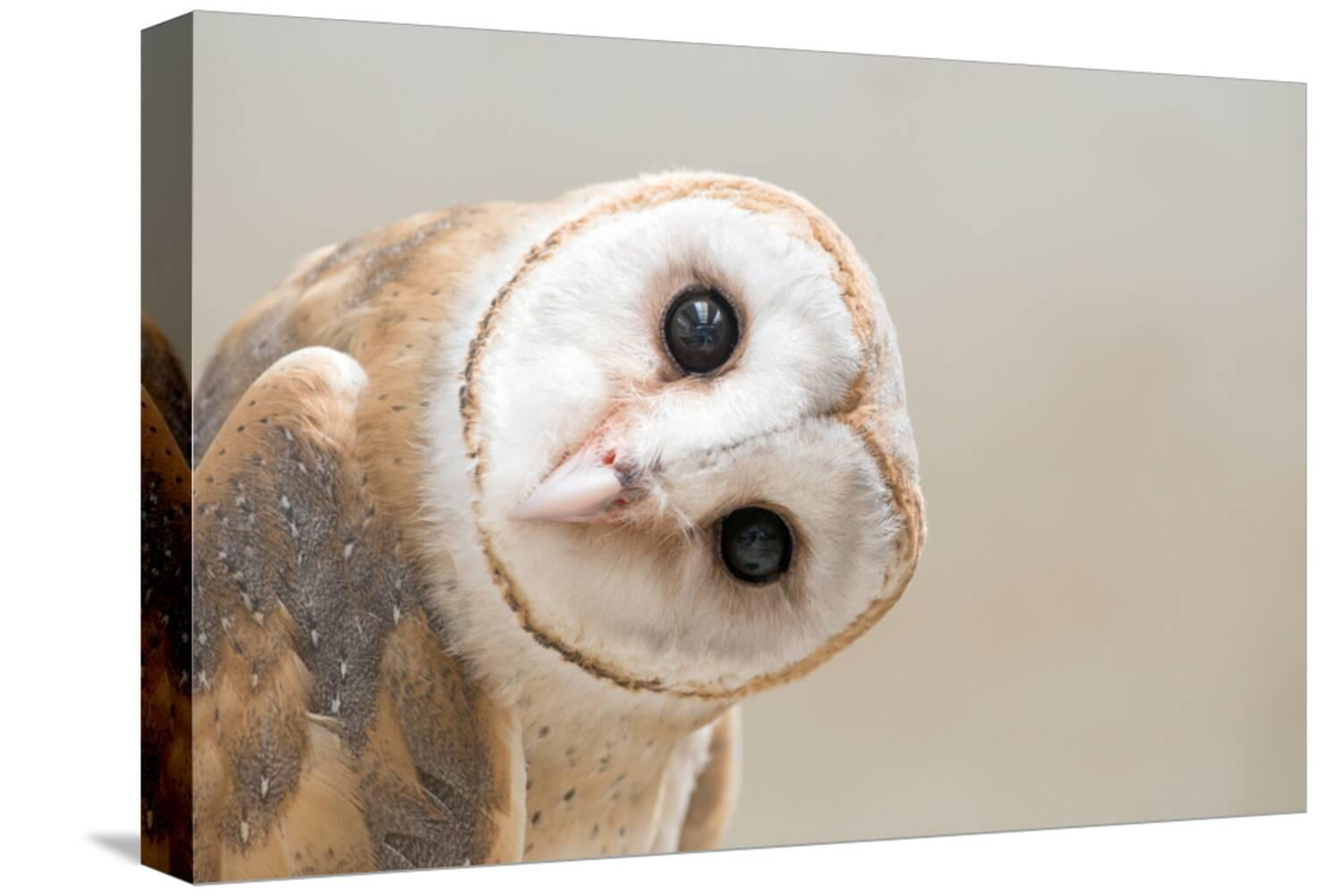 Art.com Common Barn Owl ( Tyto Albahead ) Head close Up Stretched Canvas Print Wall Art by Anan ...