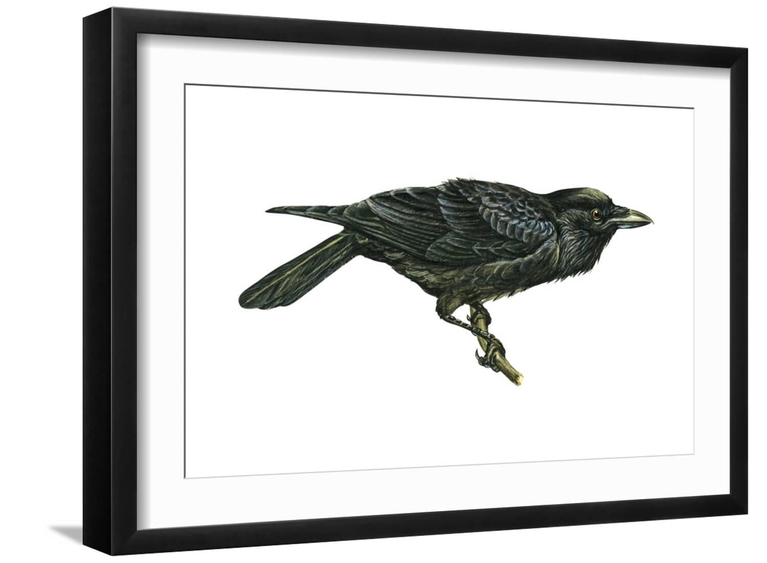 Art.com Common Raven (Corvus Corax), Birds Art Print by Encyclopaedia ...