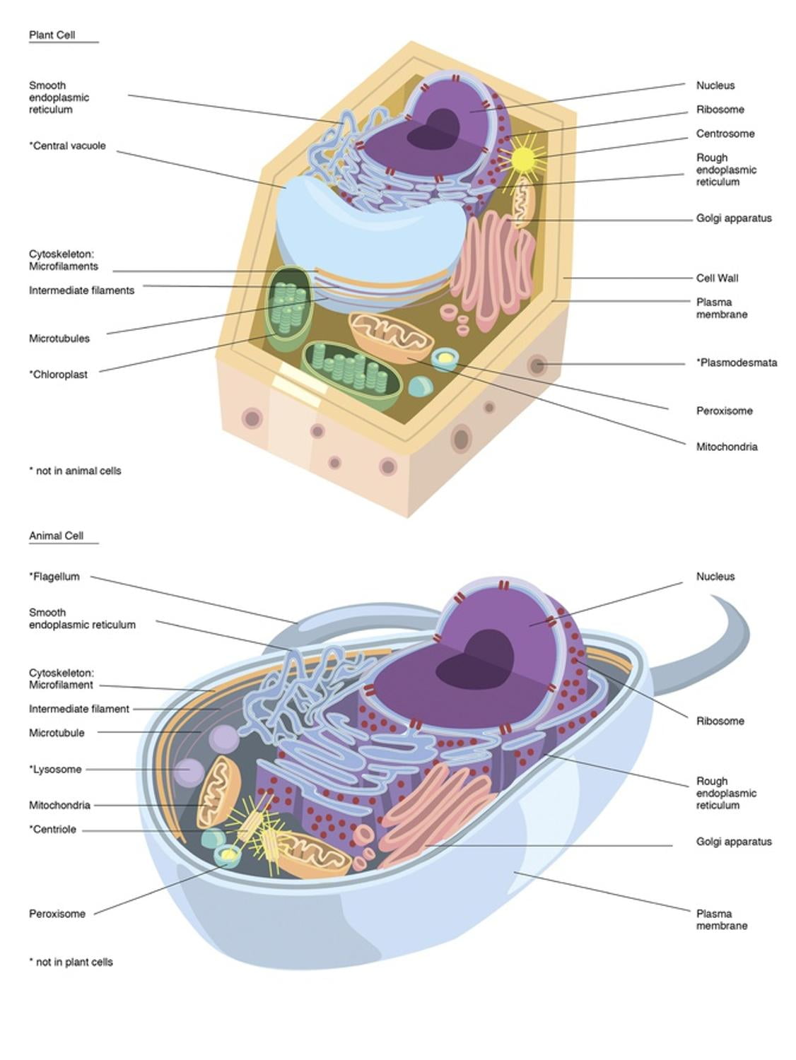 Art.com Comparative Illustration of Plant and Animal Cell Anatomy (With ...
