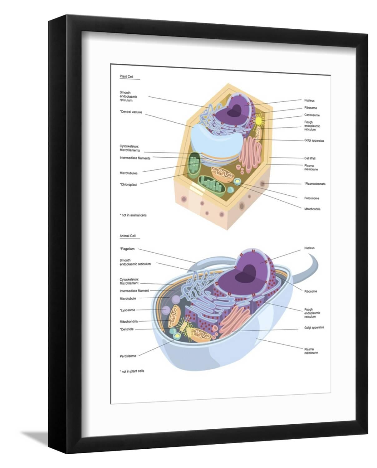 Art.com Comparative Illustration of Plant and Animal Cell Anatomy (With ...