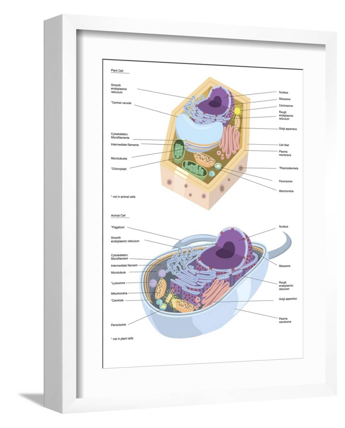 Art.com Comparative Illustration of Plant and Animal Cell Anatomy (With ...