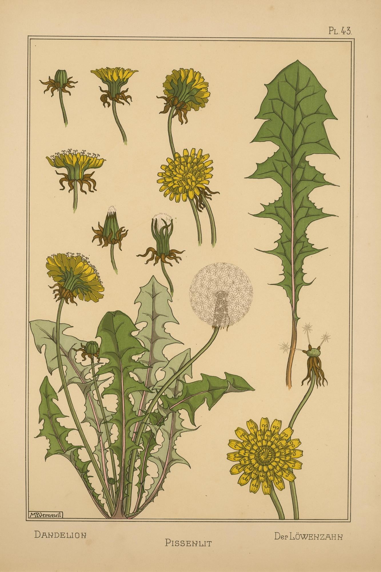 Art.com Dandelion Giclee Print, 24" x 36" - Walmart.com