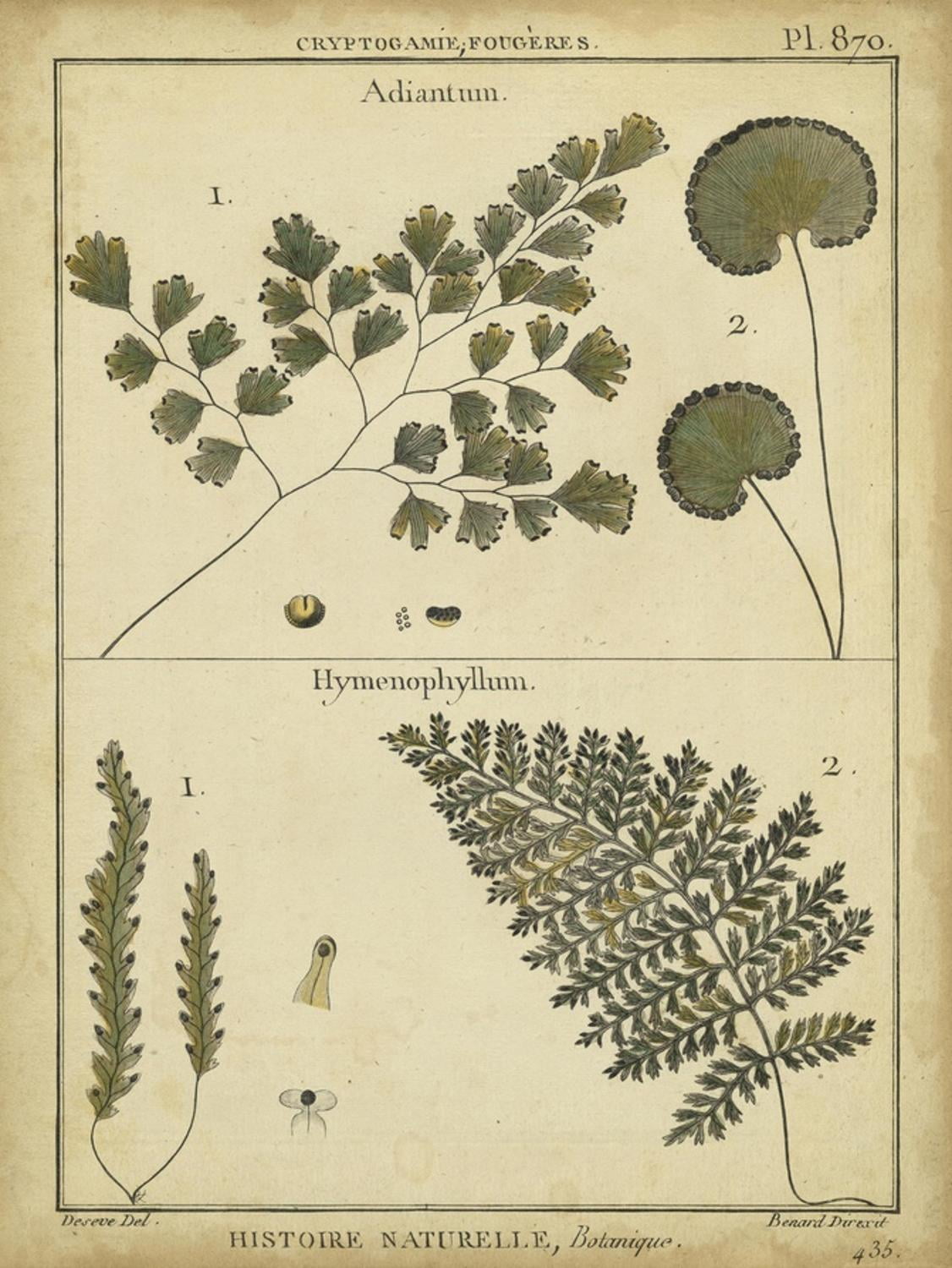 Art.com Diderot Antique Ferns IV Art Print by Daniel Diderot, 18" x 24 ...