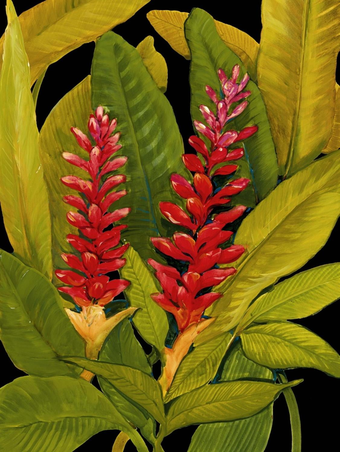 Art.com Dramatic Red Ginger Art Print by Tim O'toole, 24" x 32 ...