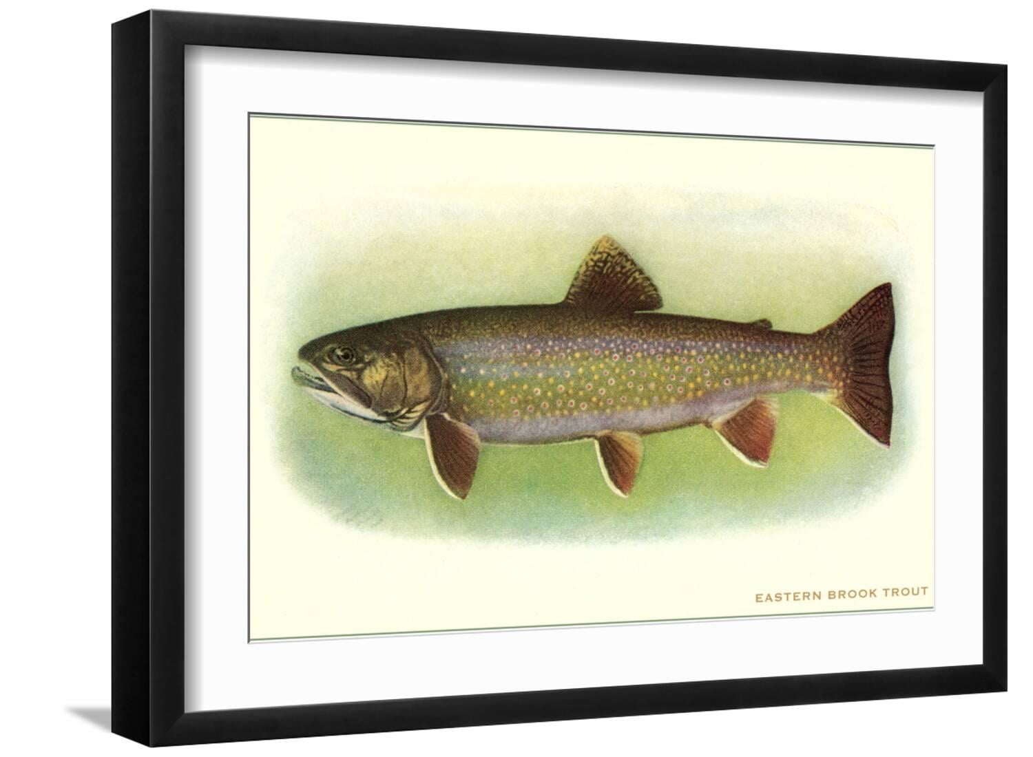 Art.com Eastern Brook Trout Art Print, Black Frame Wall Art, 23" x 17 ...