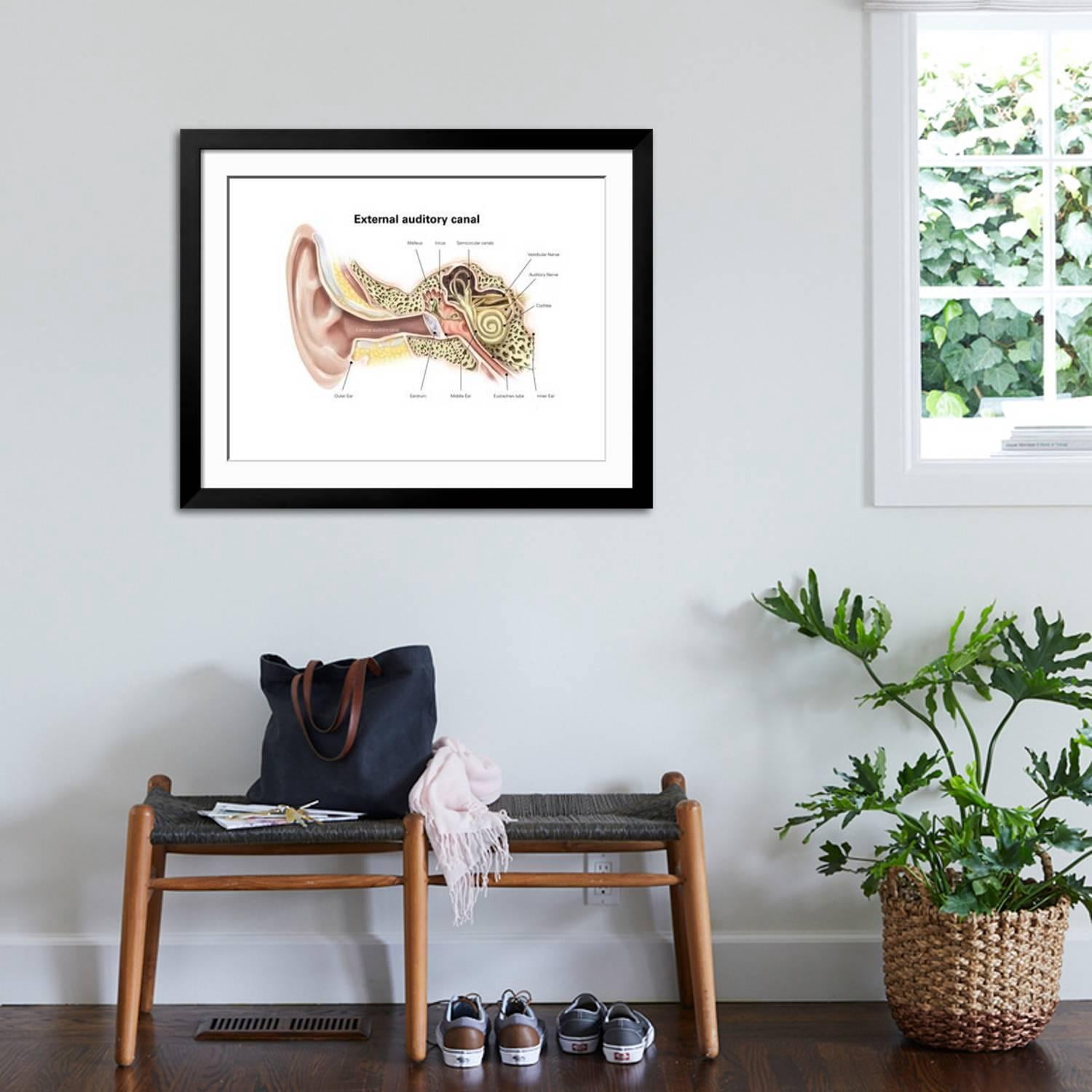Art.com External Auditory Canal of Human Ear (With Labels) Art Print ...