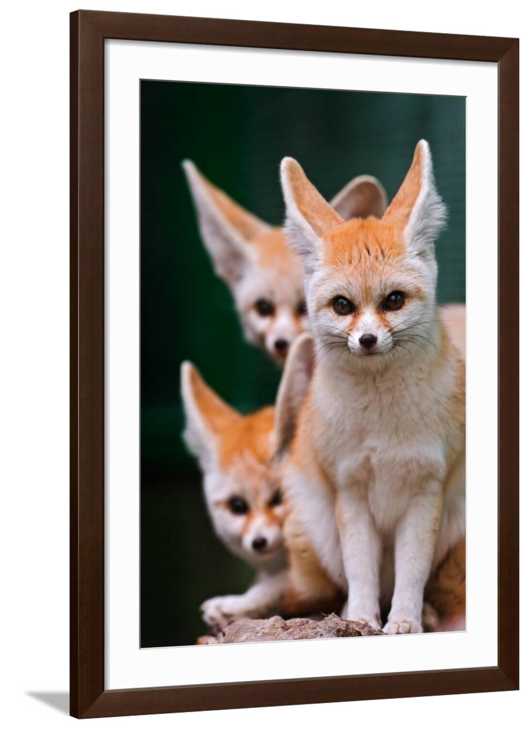 Art.com Fennec Foxes Art Print by Lantern Press, Brown Frame Wall Art ...