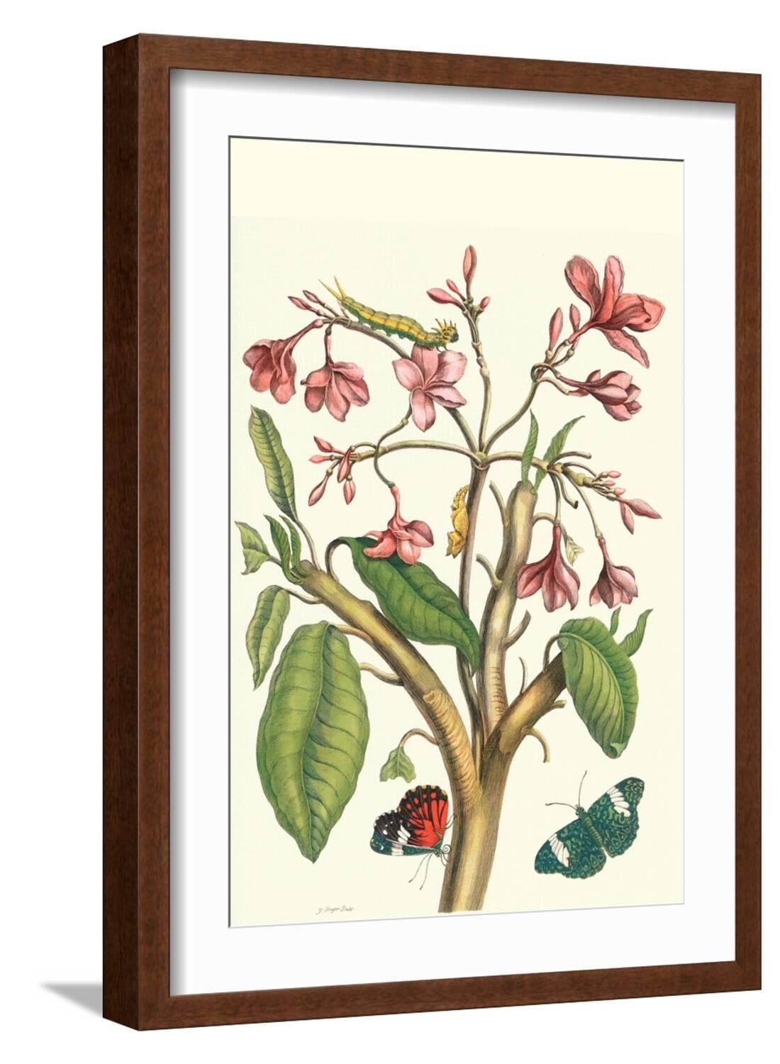 Art.com Frangiani and Red Cracker Butterfly Art Print by Maria Sibylla ...