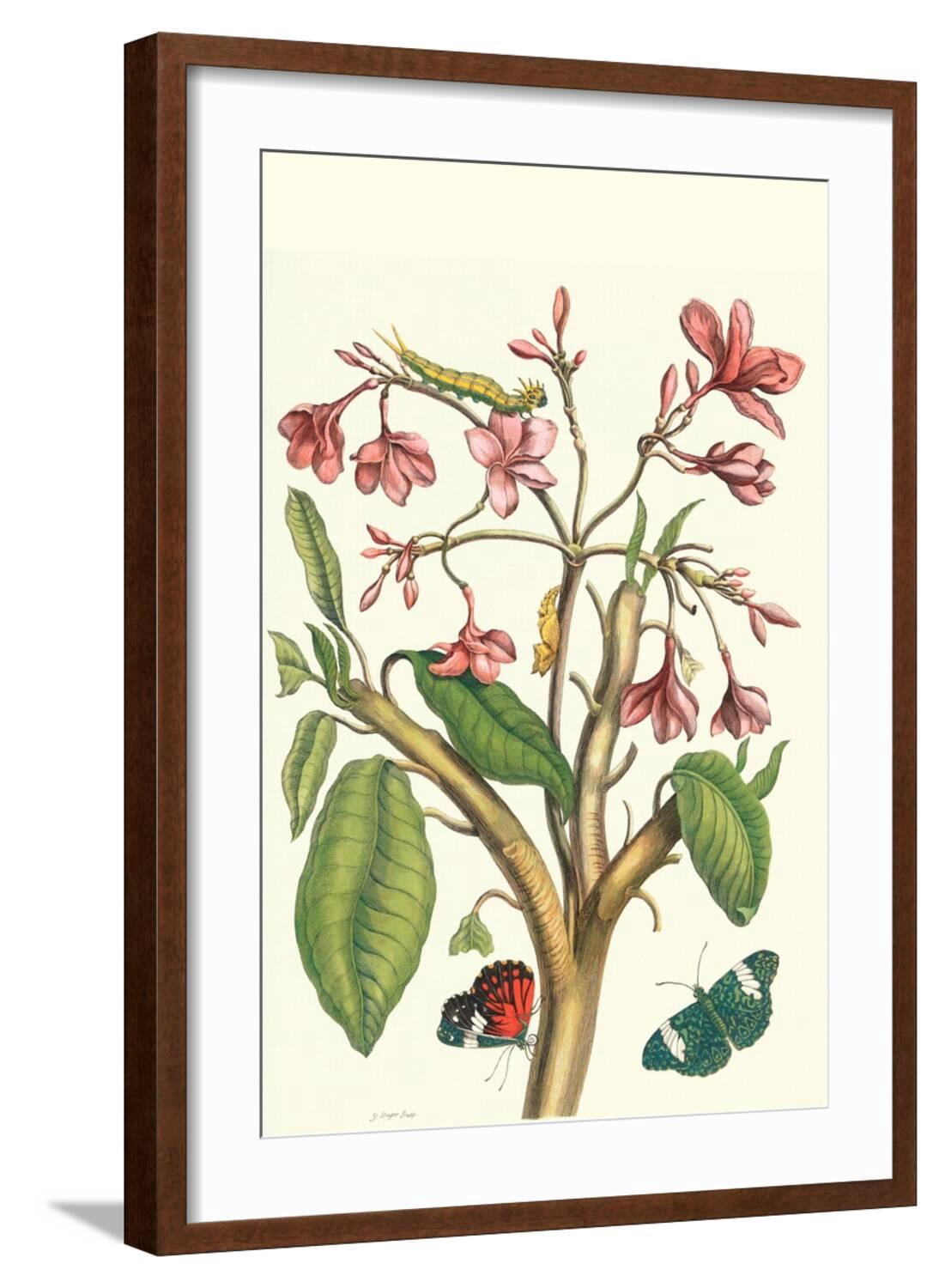 Art.com Frangiani and Red Cracker Butterfly Art Print by Maria Sibylla ...