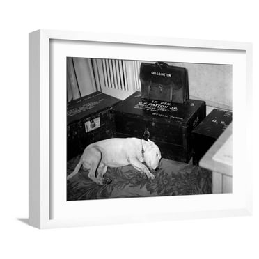 Brigitte Bardot Offering Treats To Dogs, 11X14 Framed Photo By Globe ...