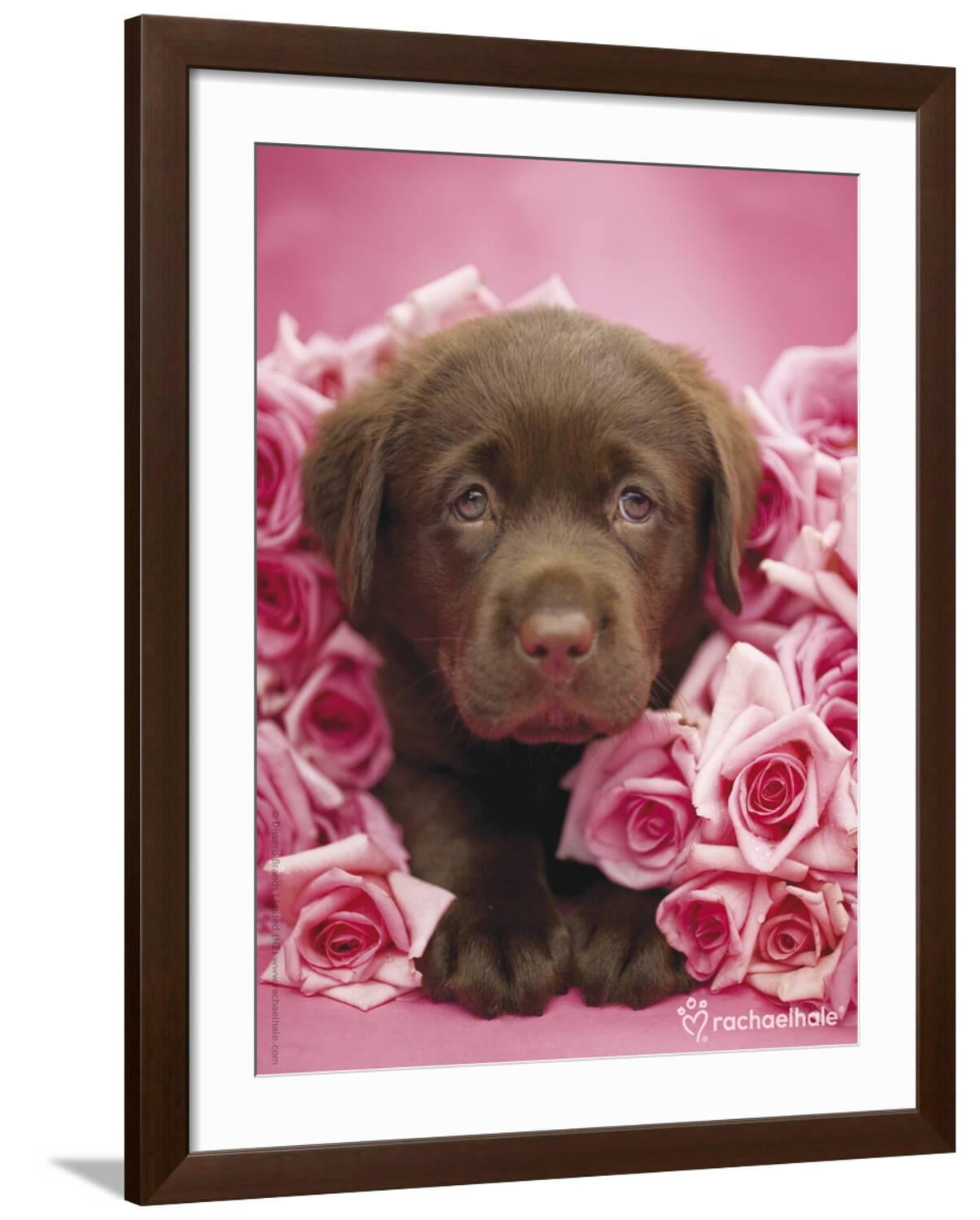 Art.com Georgie Photo by Rachael Hale, Brown Frame Wall Art, 32" x 40 ...