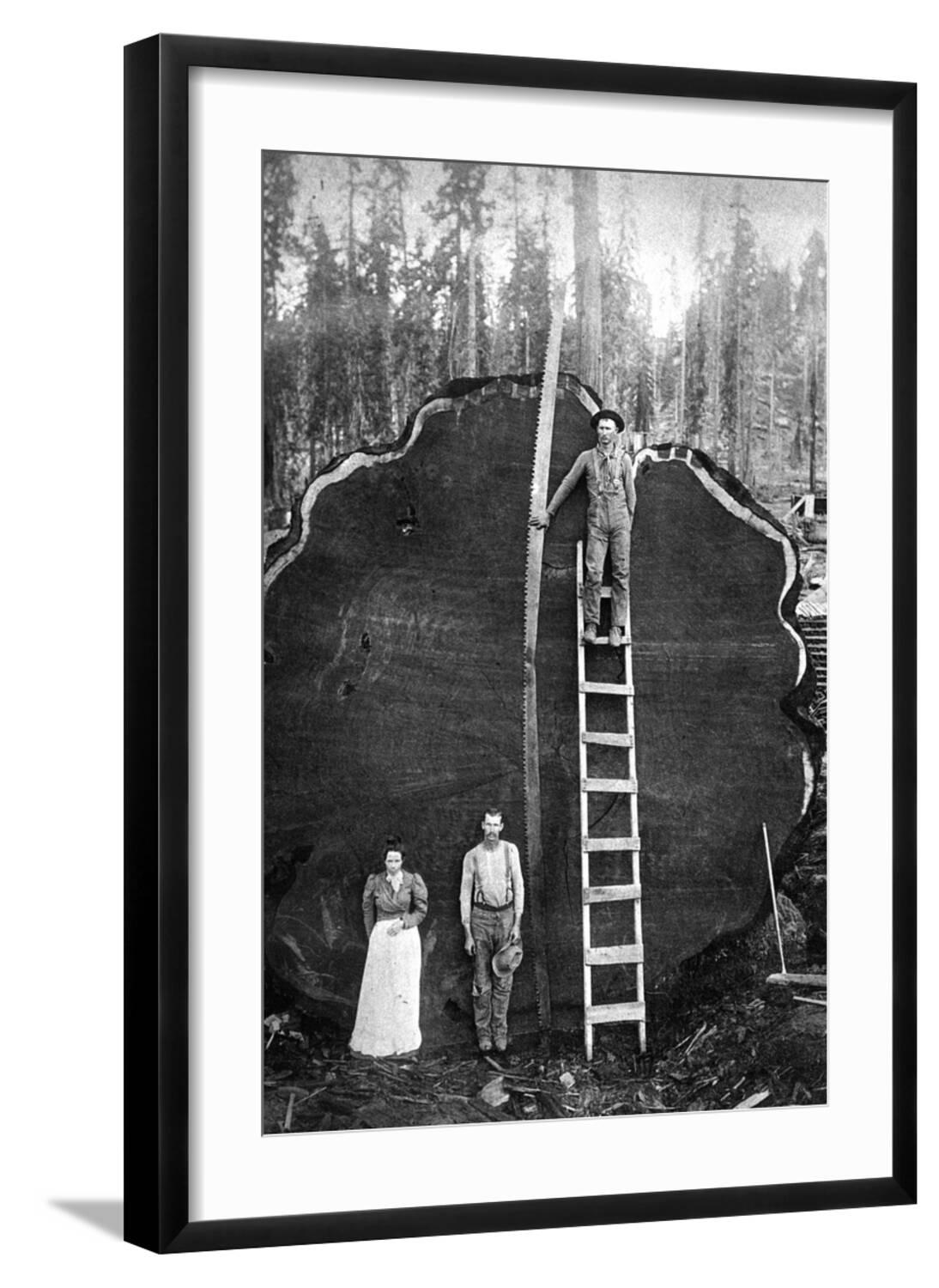 Art.com Giant Sequoia Log Art Print, Black Frame Wall Art, 21" x 29 ...