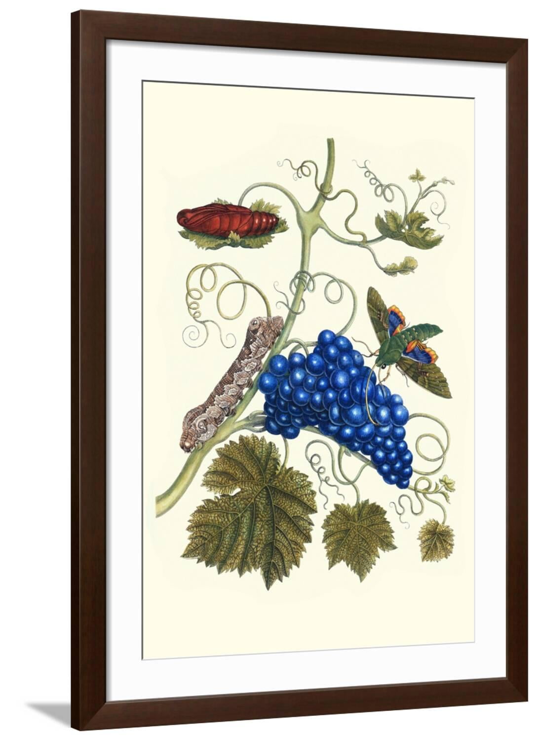 Art.com Grapevine with Gaudy Spinx Moth Art Print by Maria Sibylla ...