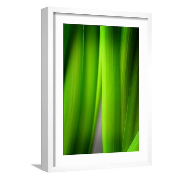 Art.com ?Viva Mexico! B&W Collection - Cardon Cactus IV Photographic ...