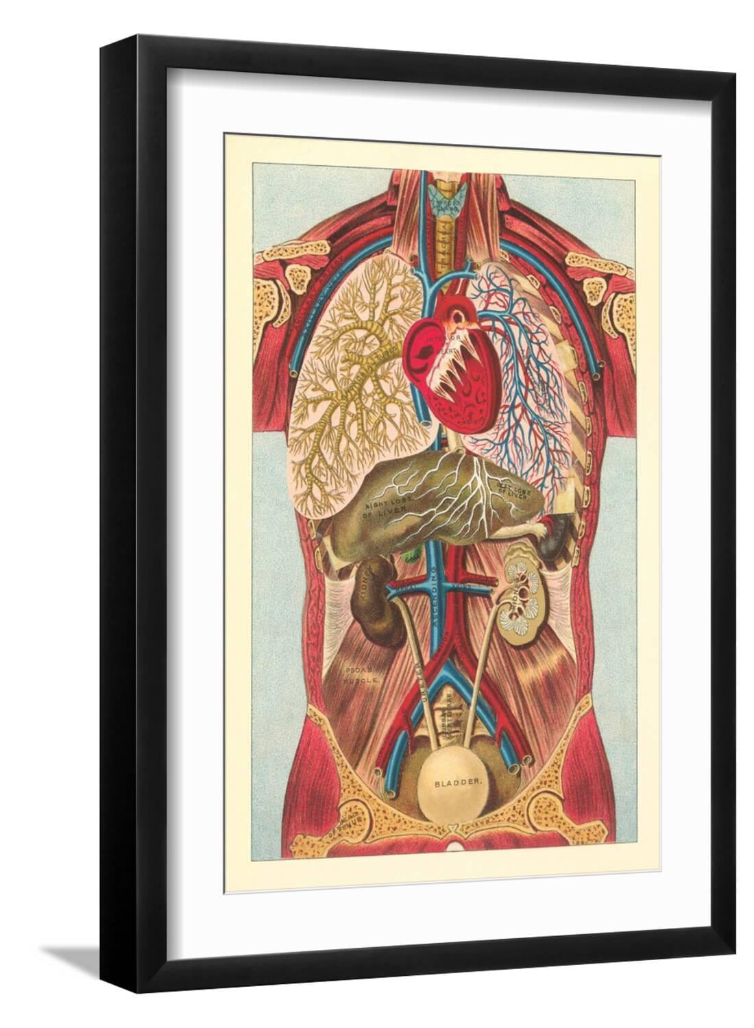 Art.com Interior View of Human Abdomen Art Print, Black Frame Wall Art ...