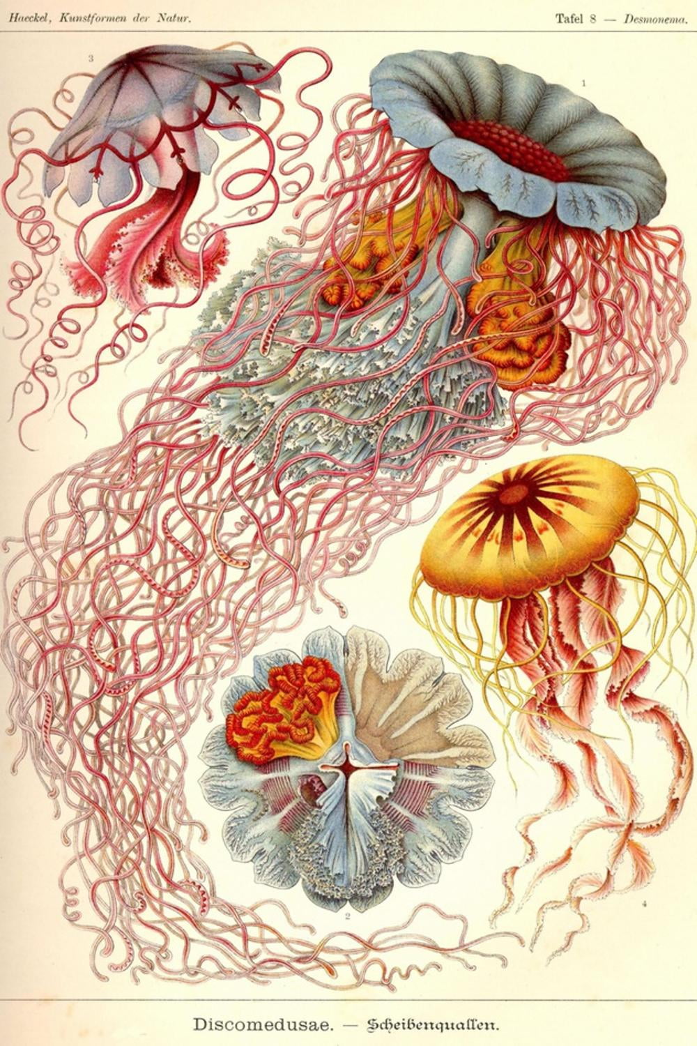 Art.com Jelly Fish Art Print by Ernst Haeckel, 12" x 18" - Walmart.com