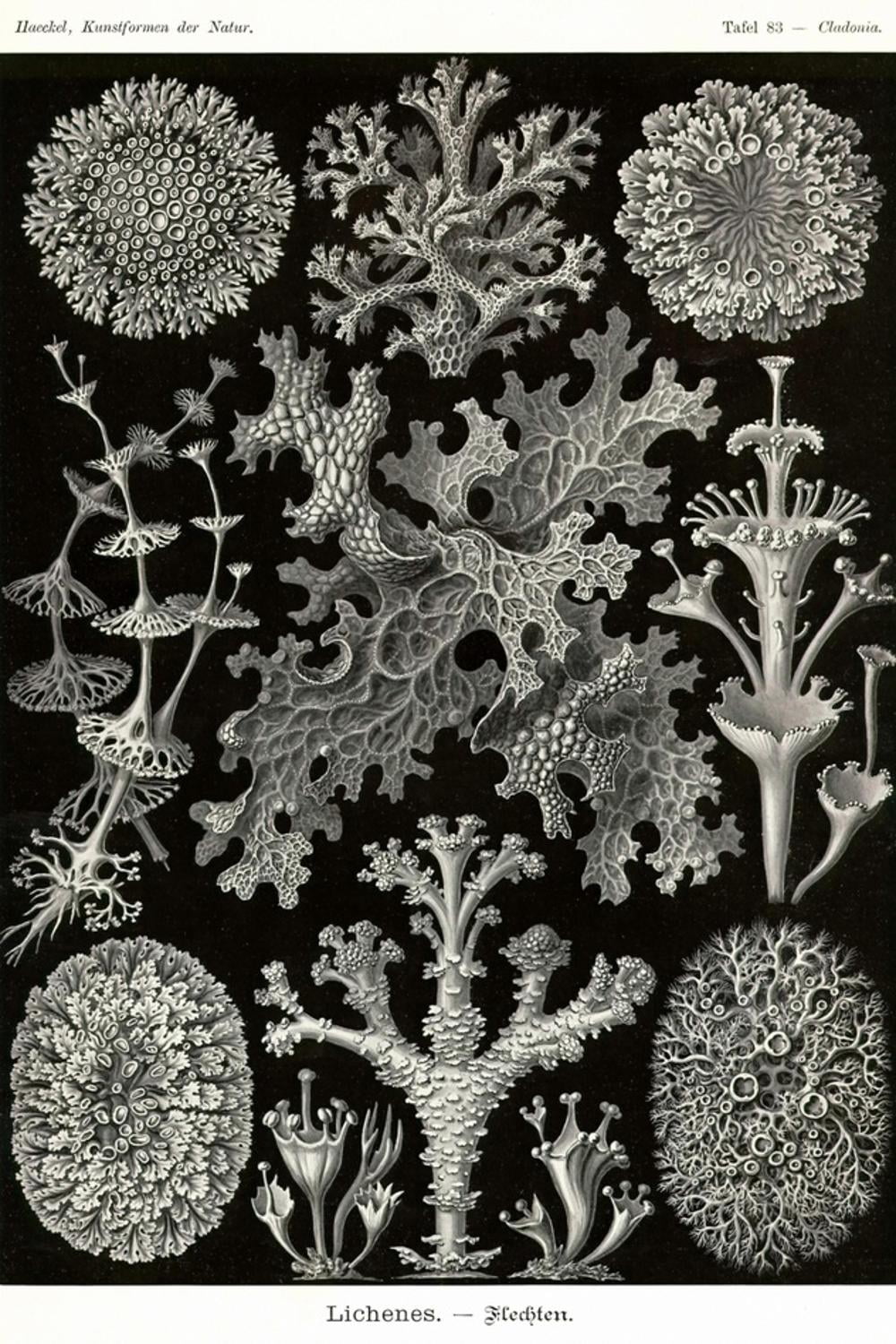 Art.com Lichens Art Print by Ernst Haeckel, 12" x 18" - Walmart.com