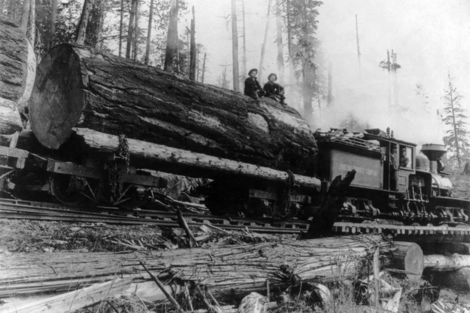 Art.com Logging Train carrying men and 12 foot diameter Fir Trees ...