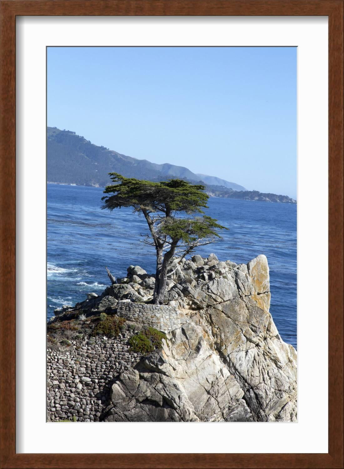 Art.com Lone Cypress on the 17-Mile Drive, Monterey Peninsula ...