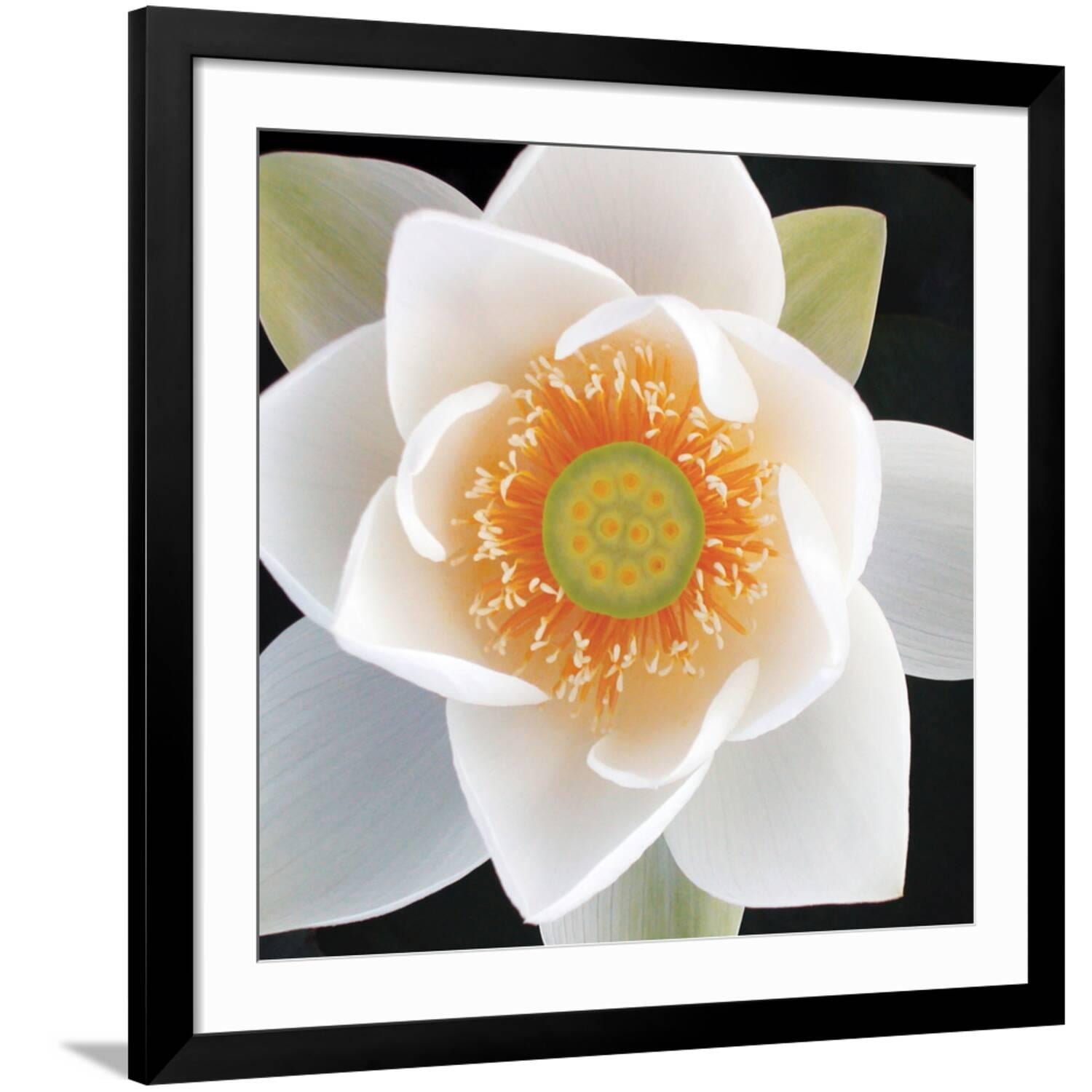 Art.com Lotus II Photo by Jim Christensen, Black Frame Wall Art, 38" x ...