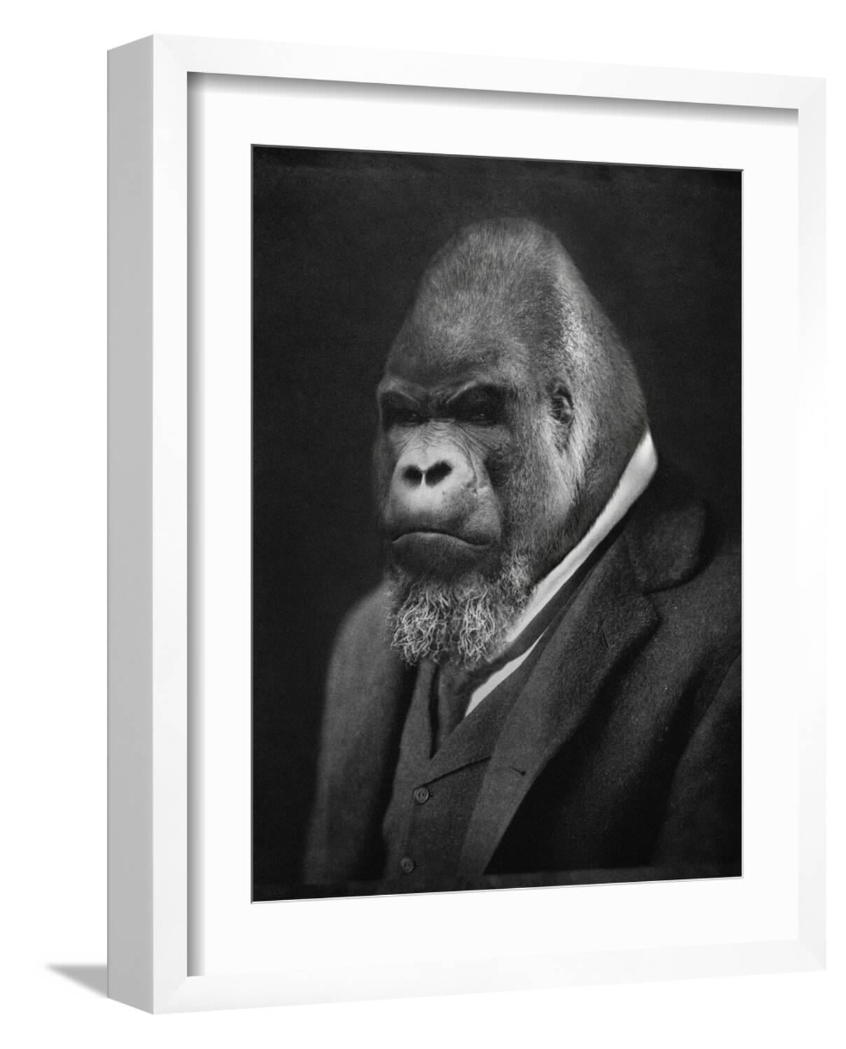 Art.com Mario Gorillini Art Print by Grand Ole Bestiary, White Frame ...
