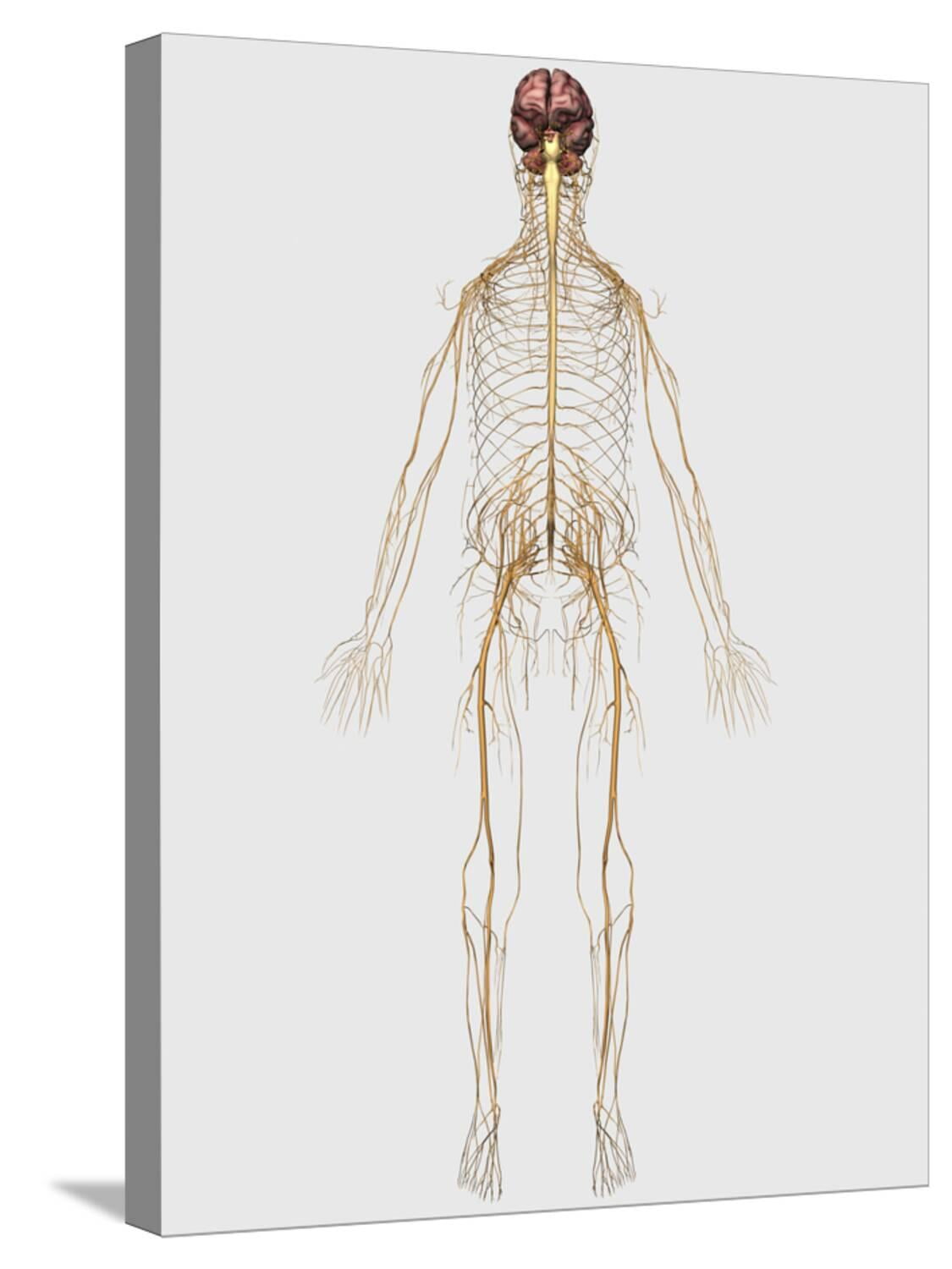 Art.com Medical Illustration of Peripheral Nervous System with Brain ...
