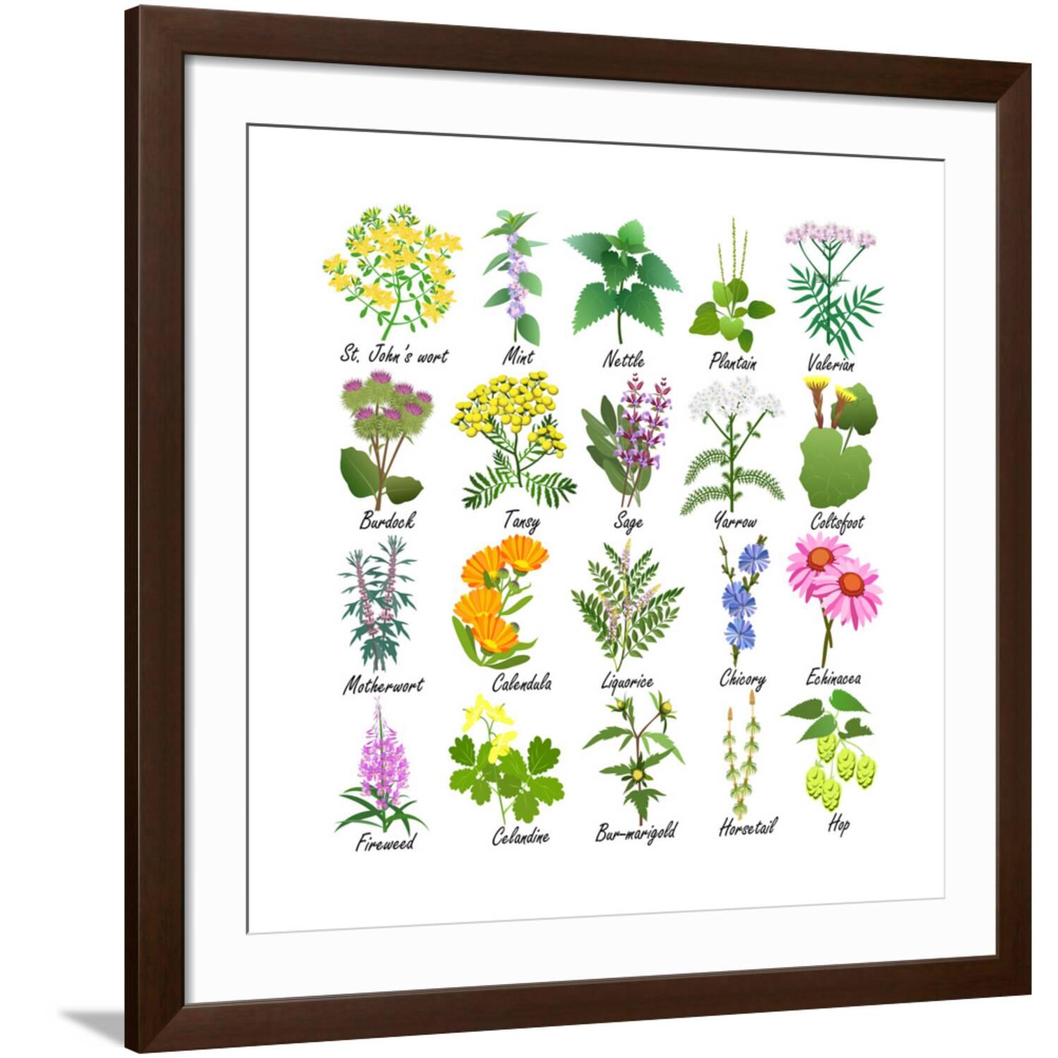 Art.com Medicinal and Healing Herbs Collection. Hand Drawn Set of ...