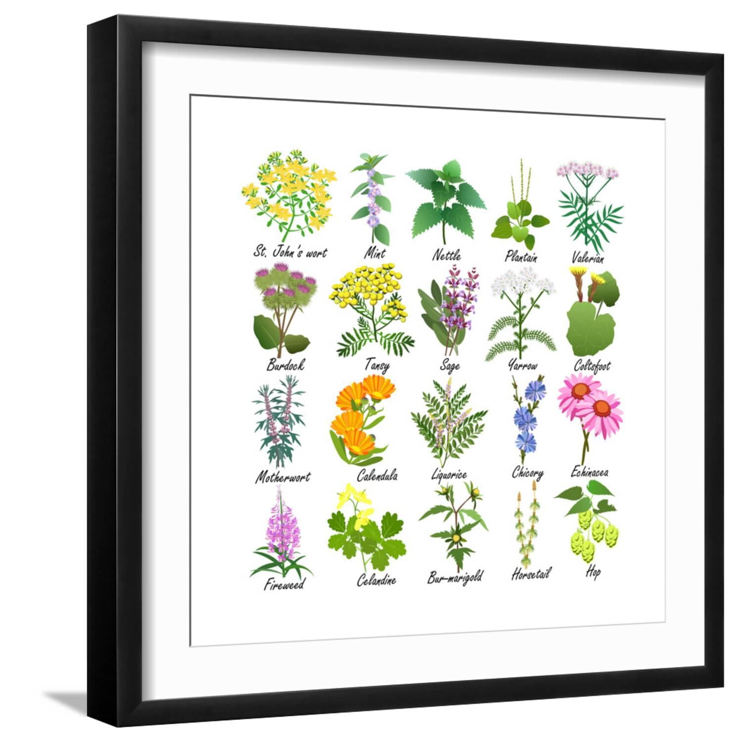Art.com Medicinal and Healing Herbs Collection. Hand Drawn Set of ...