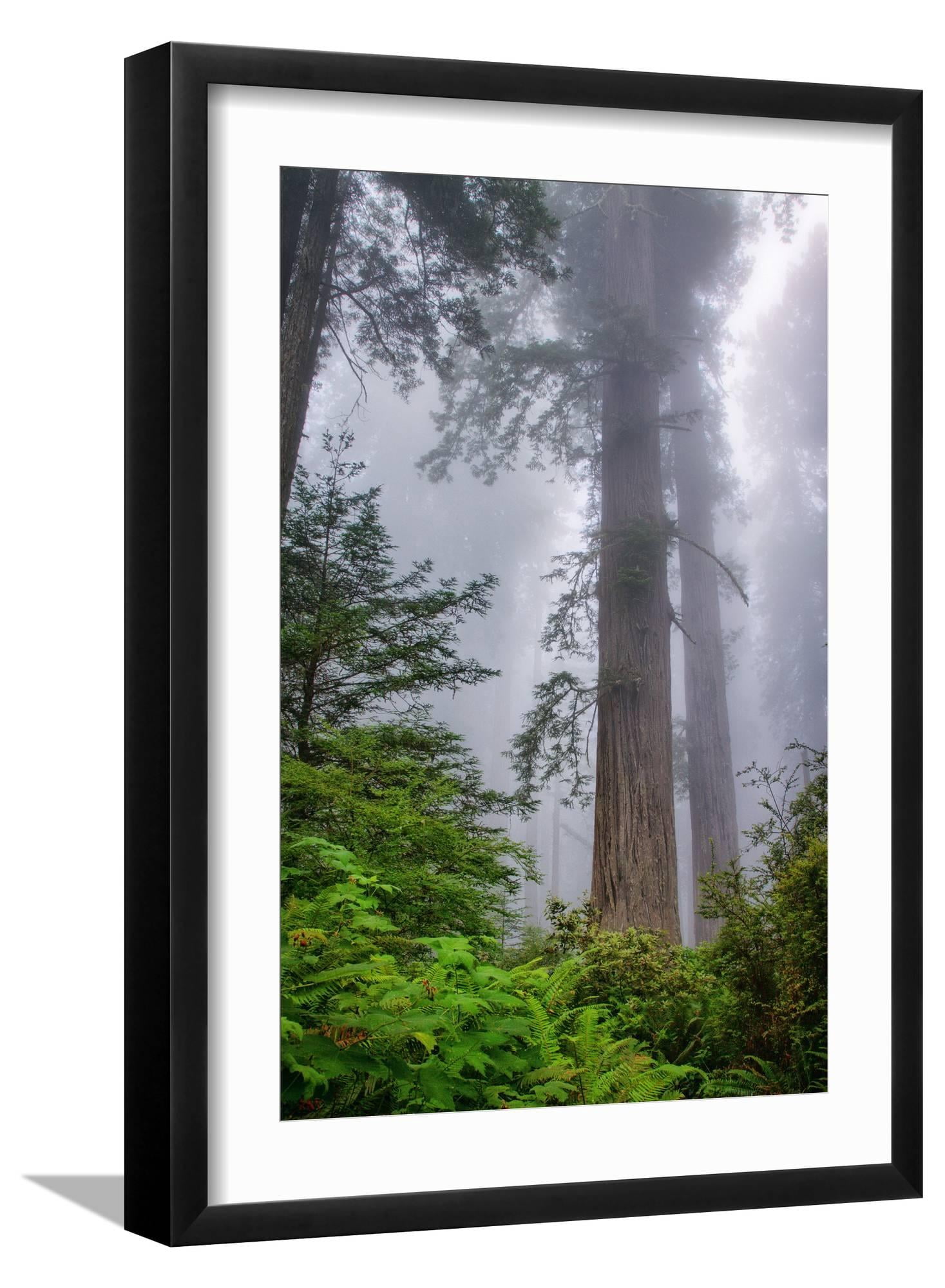 Art.com Misty Milky Redwood Tree, California Coast Photographic Print ...
