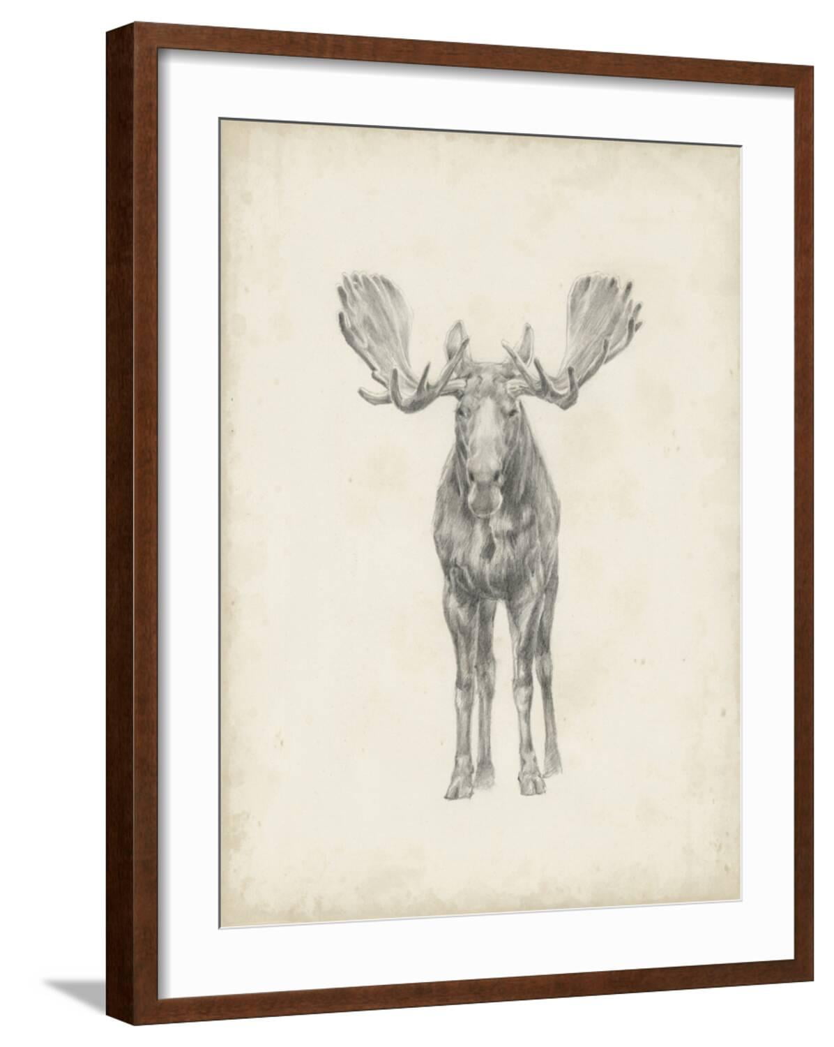 Art.com Moose Study Art Print by Ethan Harper, Brown Frame Wall Art, 23 ...