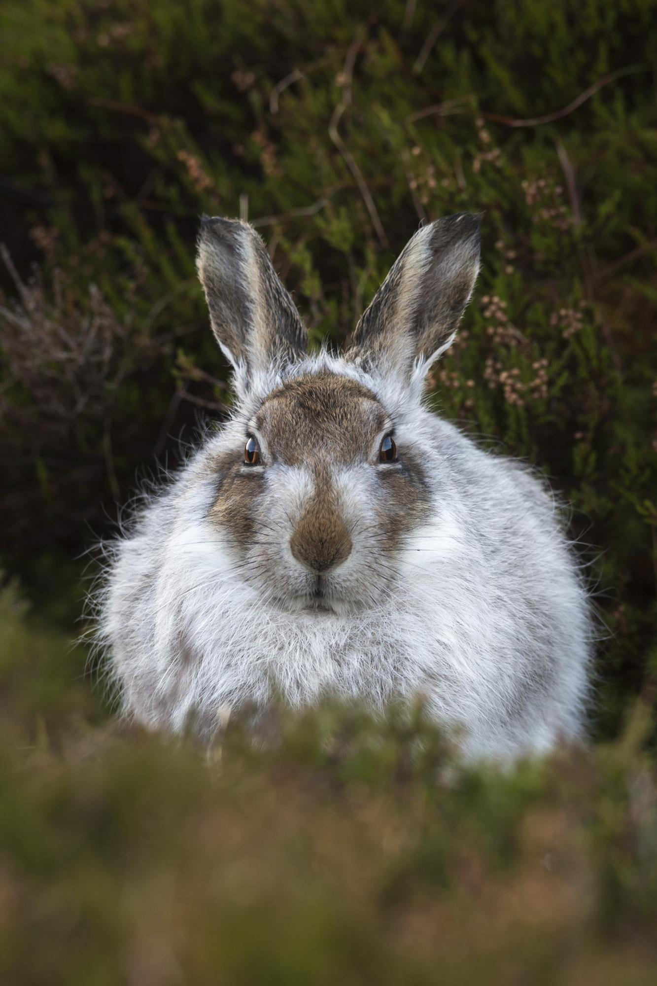Art.com Mountain Hare (Lepus Timidus) in Winter Coat, Scottish Highlands, Scotland, United ...