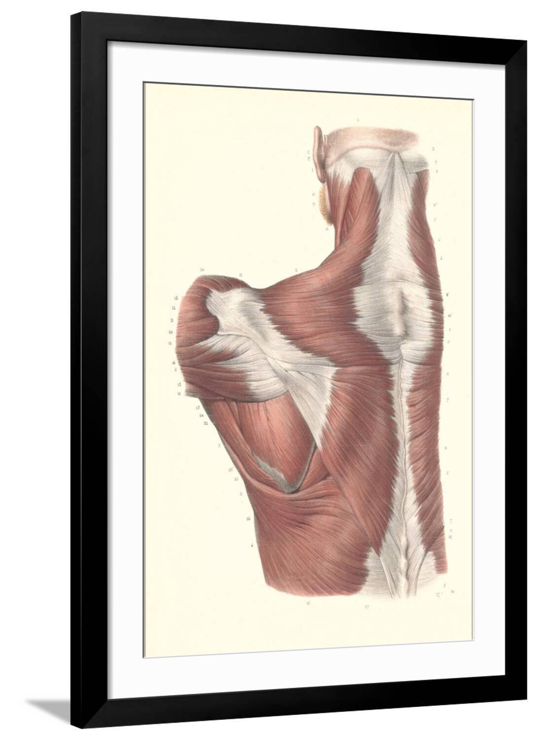 Art.com Muscles of the Back Art Print, Black Frame Wall Art, 32" x 44 ...