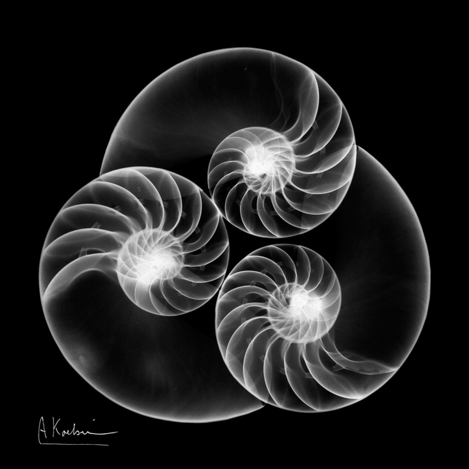 Art.com Nautilus Shell Xray Art Print by Albert Koetsier, 24" x 24 ...