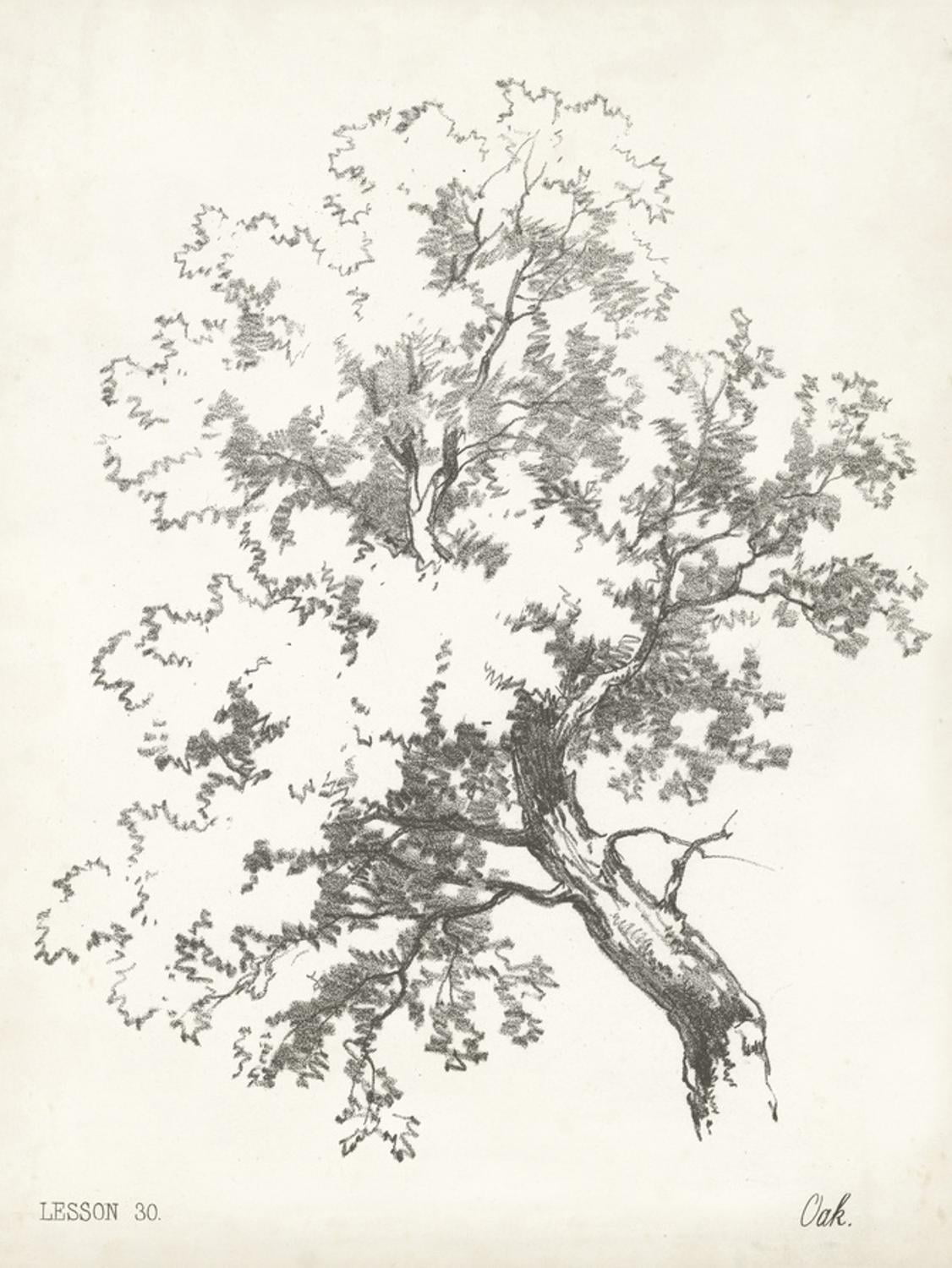 Art.com Oak Tree Study Art Print, 18" x 24" - Walmart.com