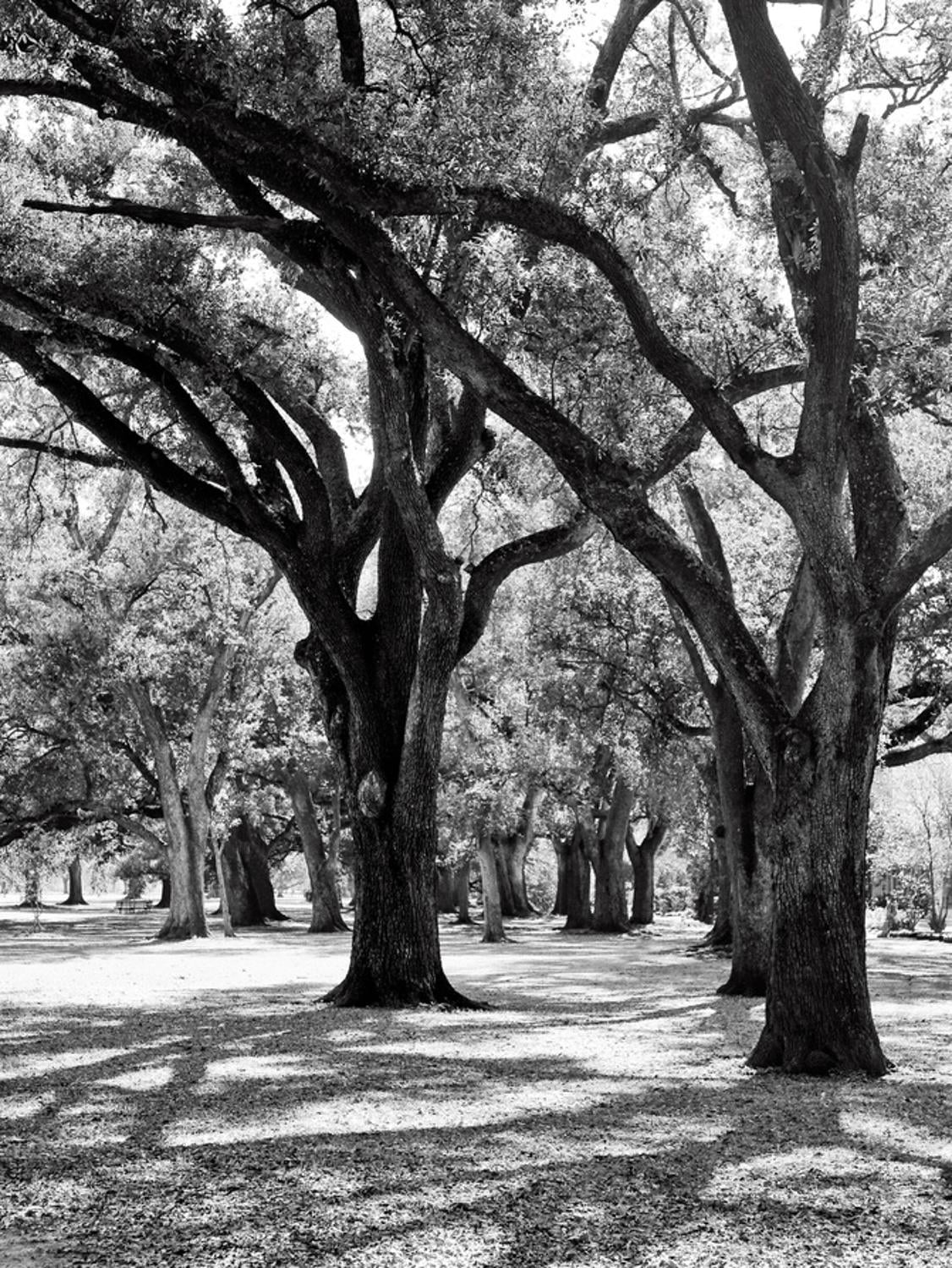 Art.com Oak Tree Study Art Print by Boyce Watt, 12" x 16" - Walmart.com